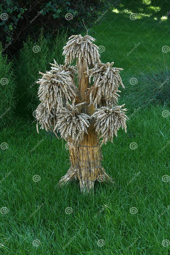 Sheaf stock photo. Image of grass, plant, sheaf, spikelet - 21012878