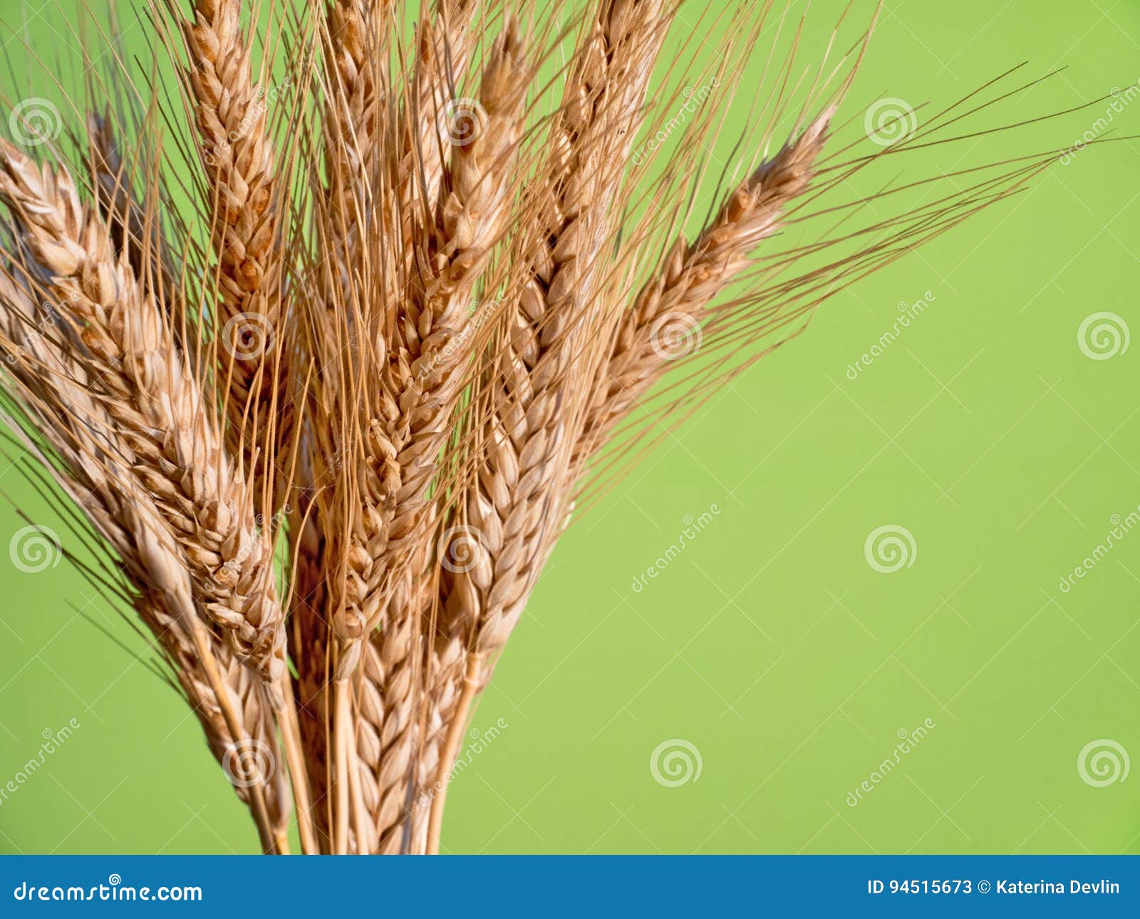 Sheaf of Barley stock image. Image of seed, grass, plant - 94515673