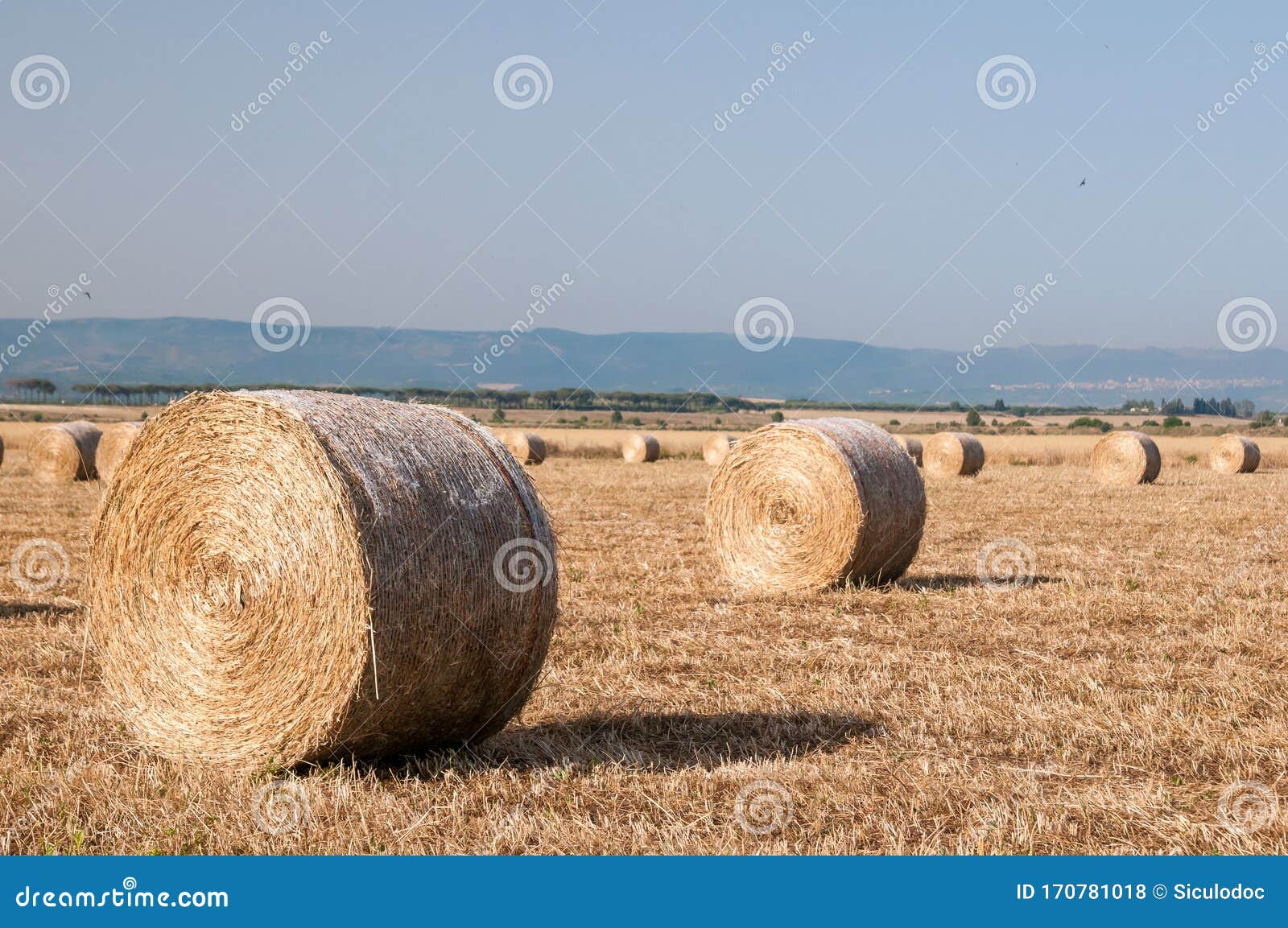 Sheaf of corn stock photo. Image of farm, corn, natural - 170781018