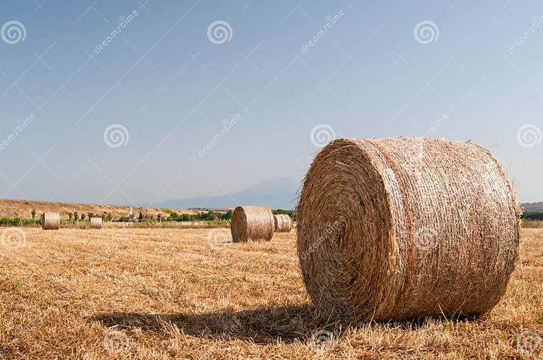 Sheaf of corn stock photo. Image of bundle, pile, shape - 170781494