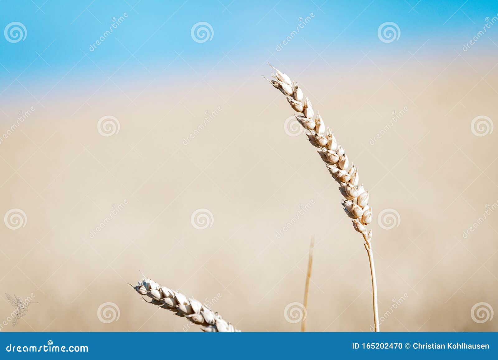 Sheaf Corn Wide Open Field Shalow Depth of Field 3 Stock Photo - Image ...