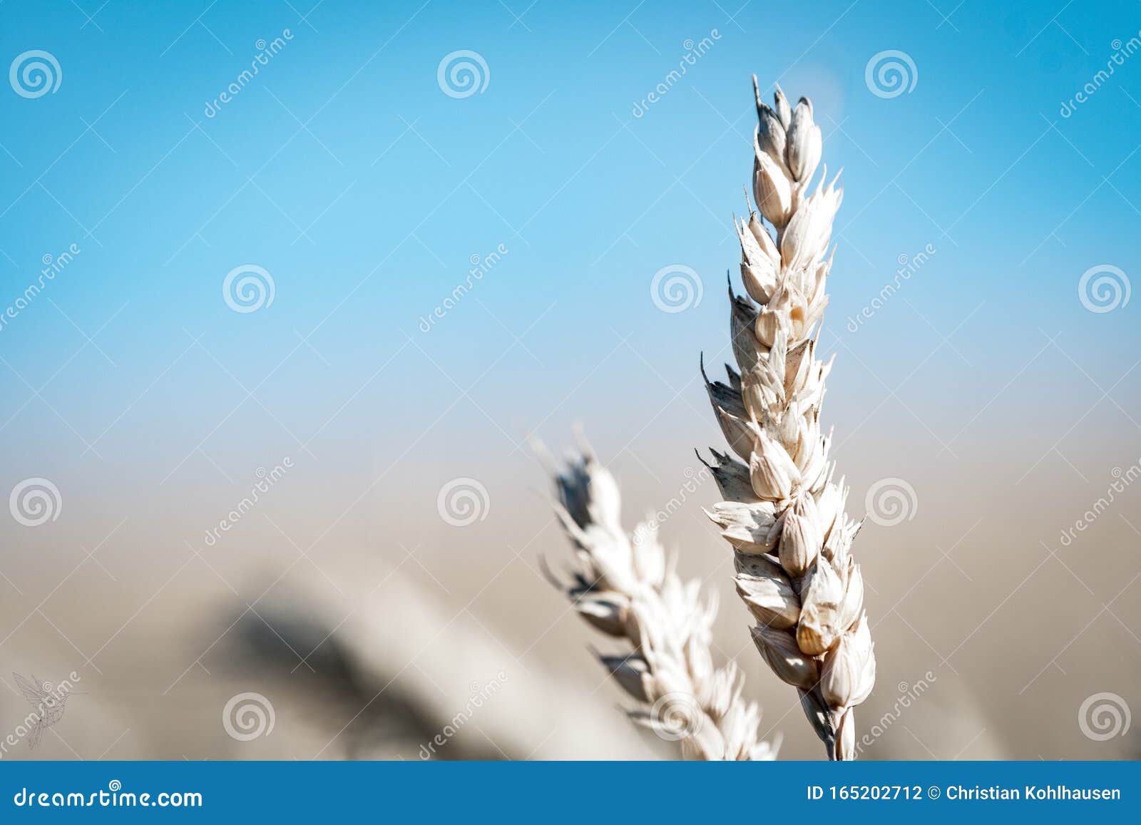 Sheaf Corn Wide Open Field Shalow Depth of Field 2 Stock Photo - Image ...