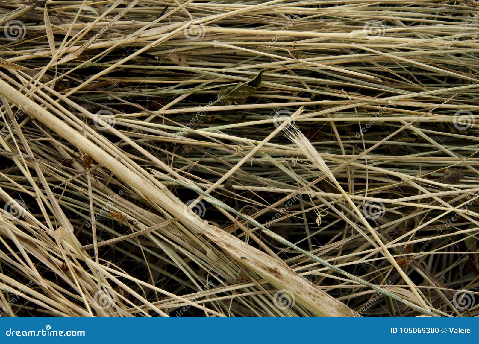 Sheaf of dry yellow grass stock photo. Image of grass - 105069300