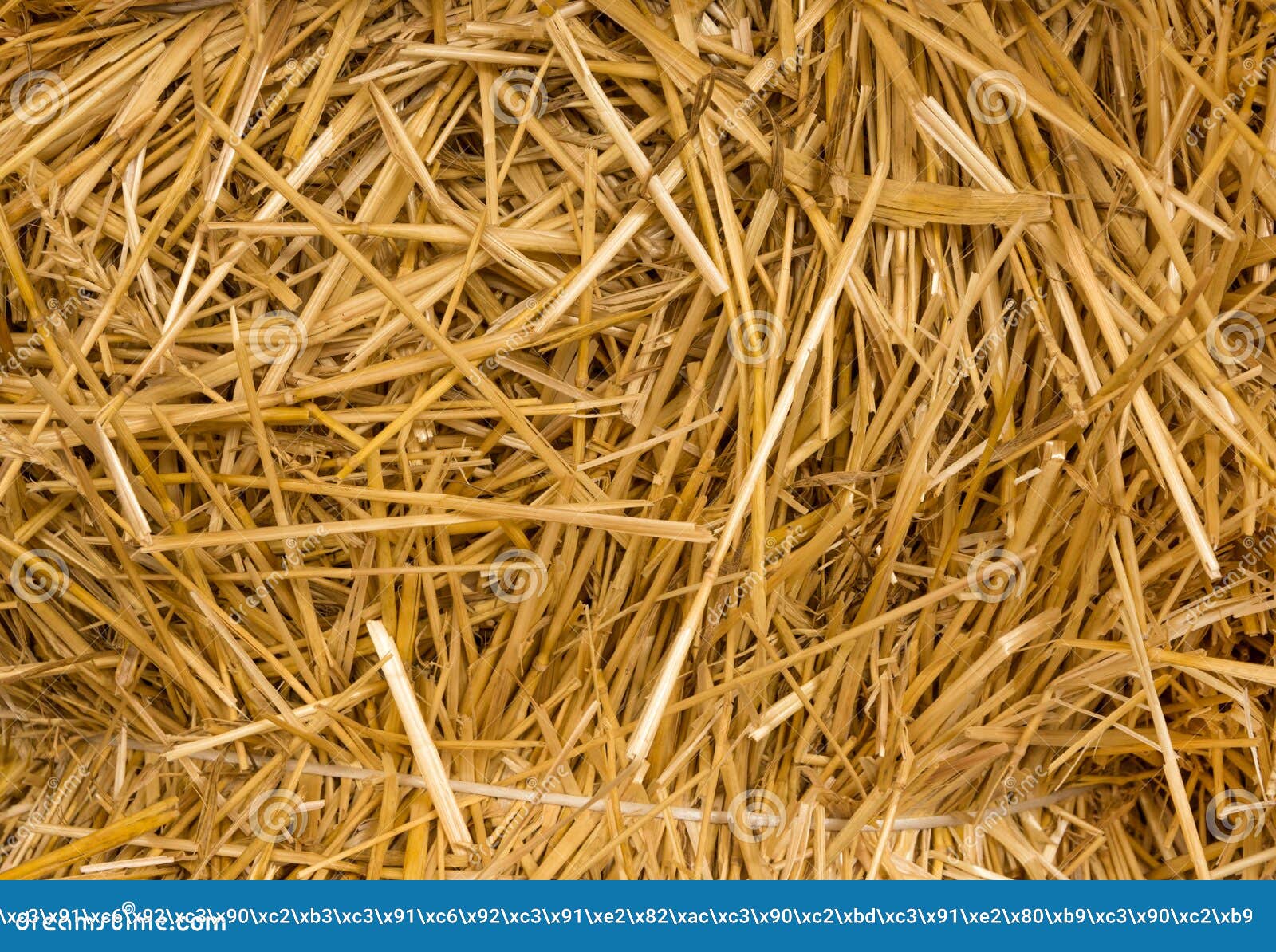 Sheaf of Dry Yellow Straw for Background Stock Image - Image of yellow ...