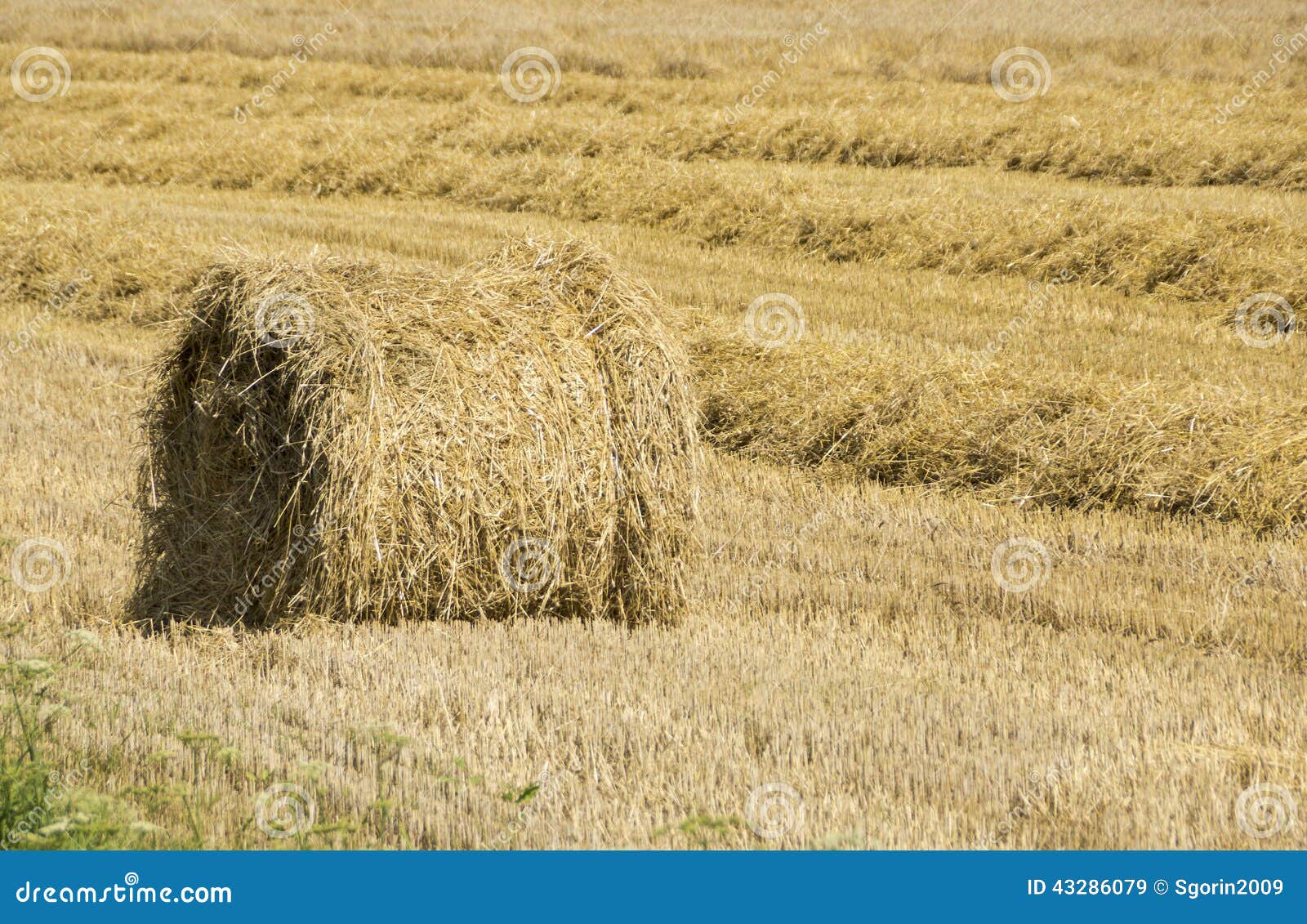 Sheaf of Golden Wheat on Field Stock Image - Image of summer, wheat ...
