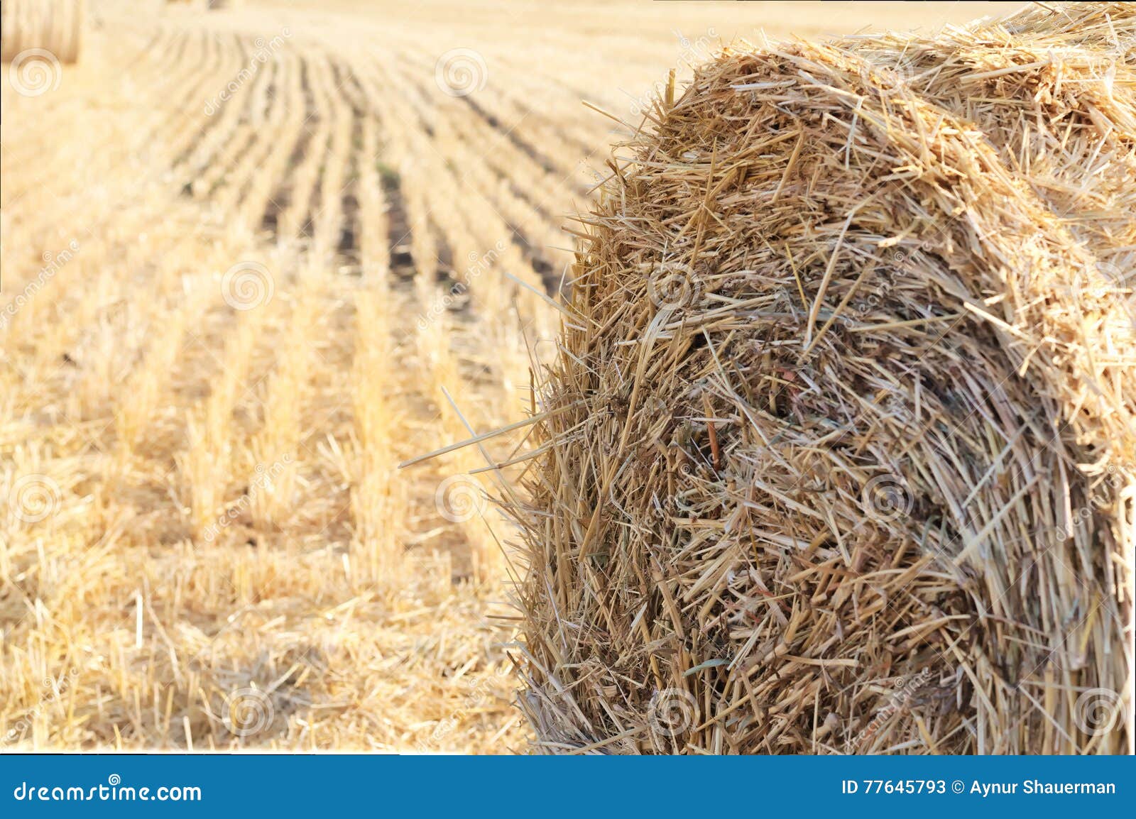 Sheaf of hay closeup stock image. Image of nature, abundance - 77645793