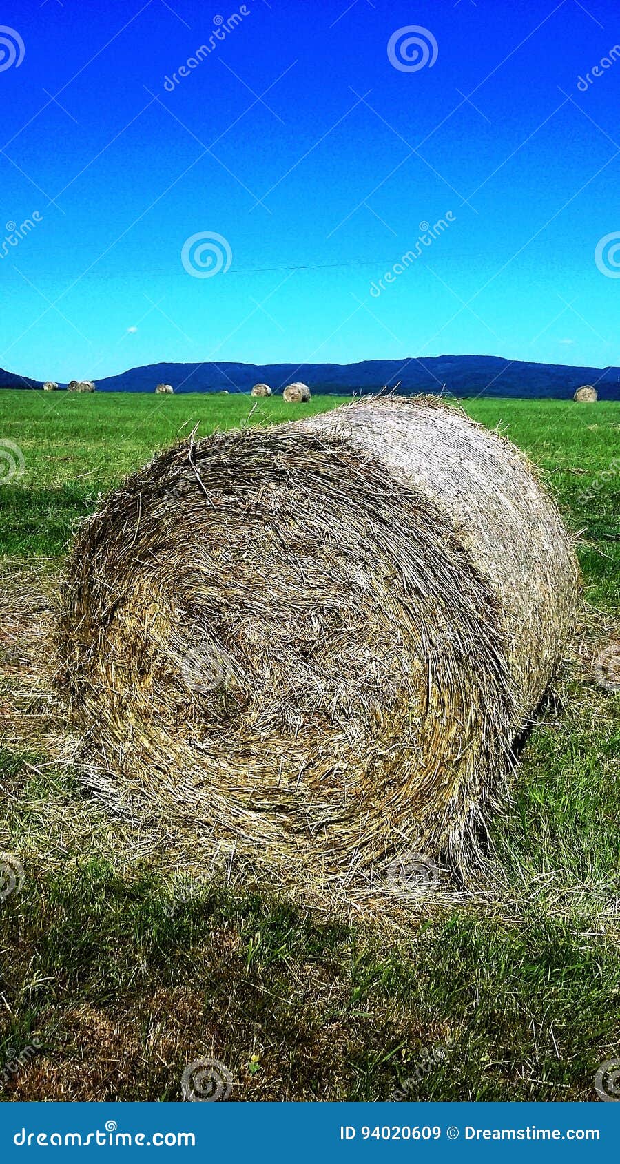 A sheaf of hay stock image. Image of sheaves, agriculture - 94020609