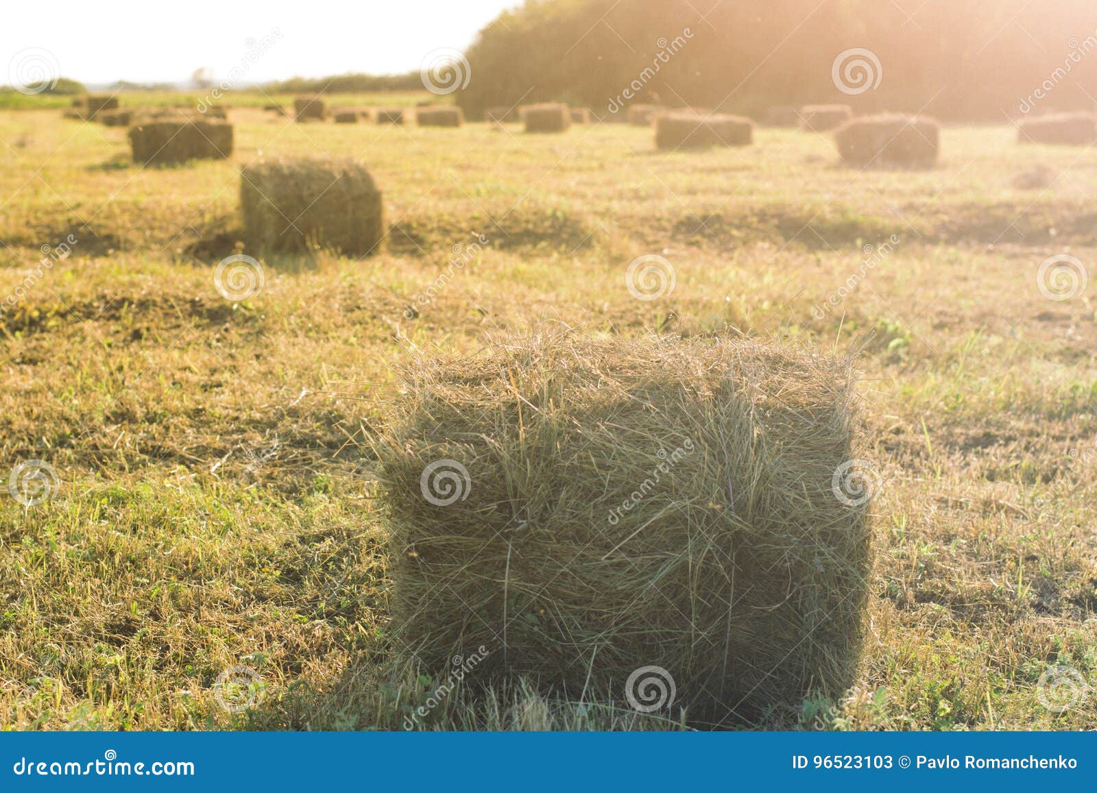 Sheaf of Hay, Harvesting of Agricultural Fields in Autumn Stock Image ...