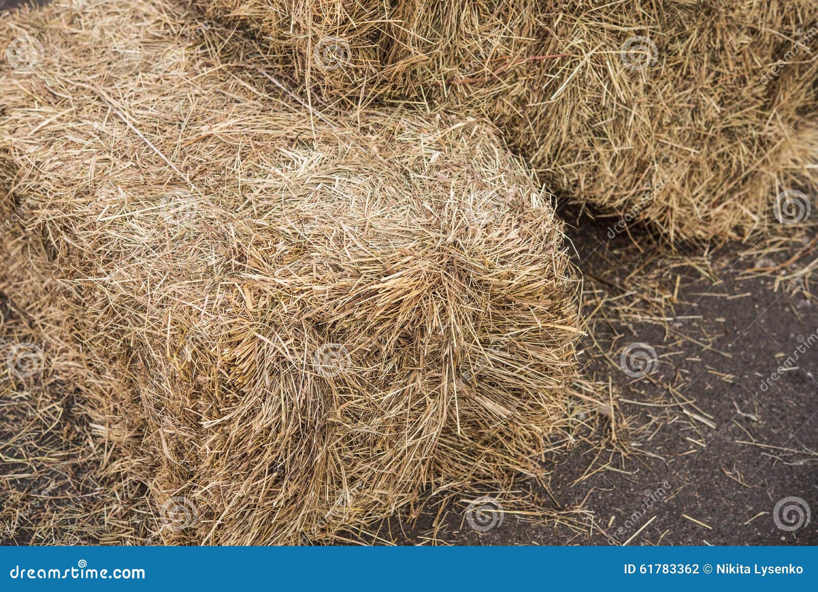 Sheaf of hay stock photo. Image of harvesting, ripe, grass - 61783362