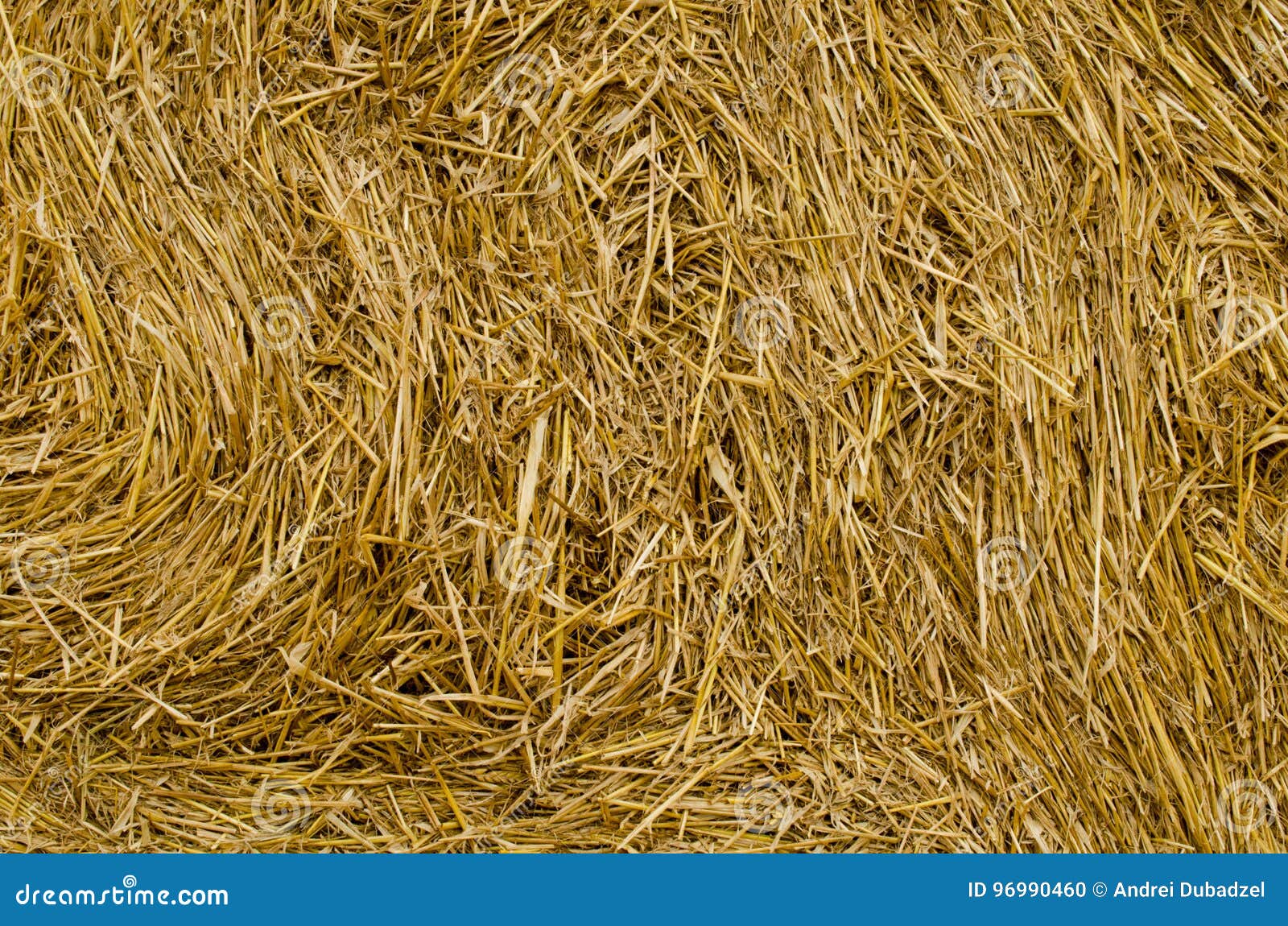 Sheaf of straw close-up stock photo. Image of texture - 96990460
