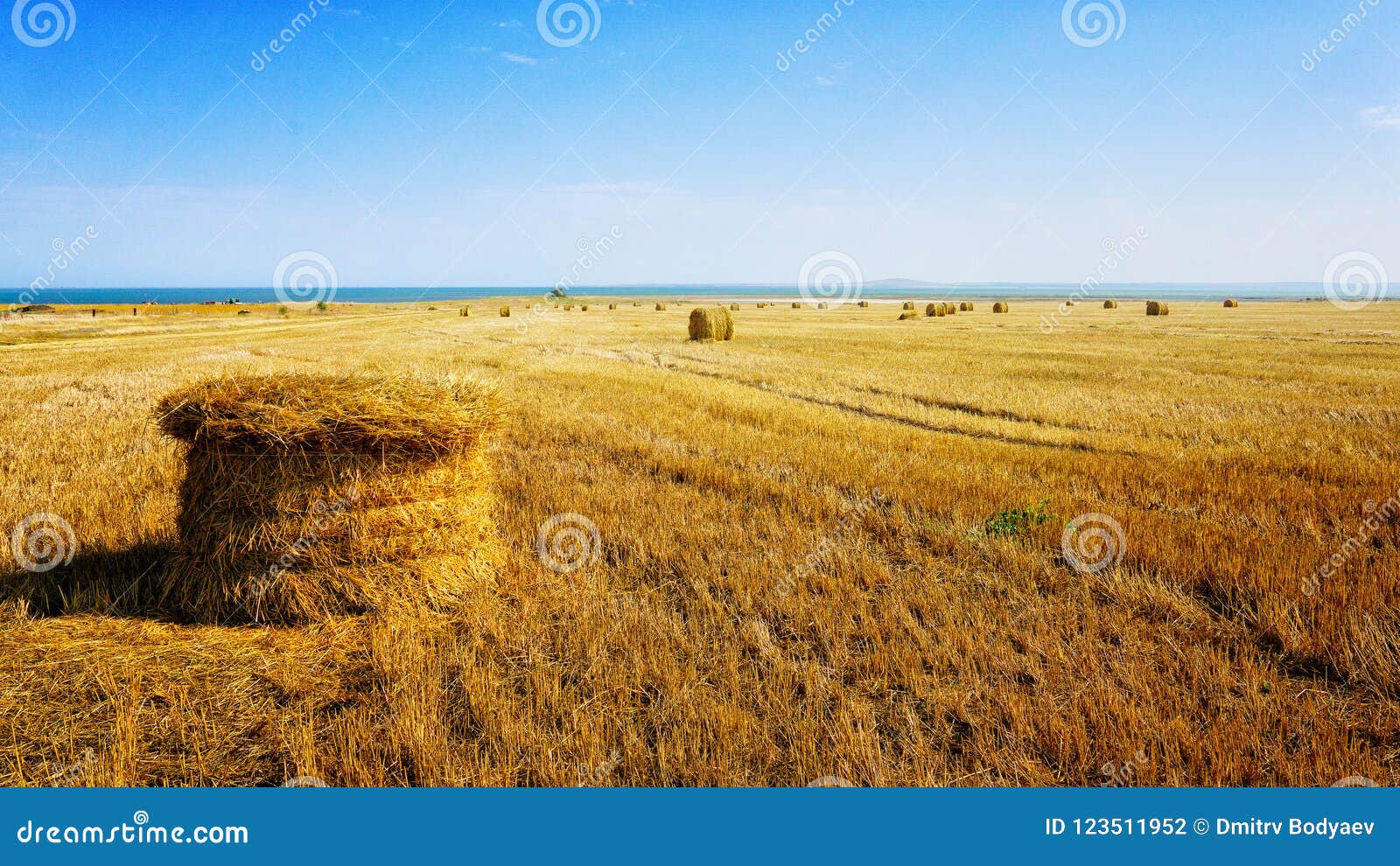 Sheaf with Freshly Cut Straw on the Field Stock Photo - Image of meadow ...