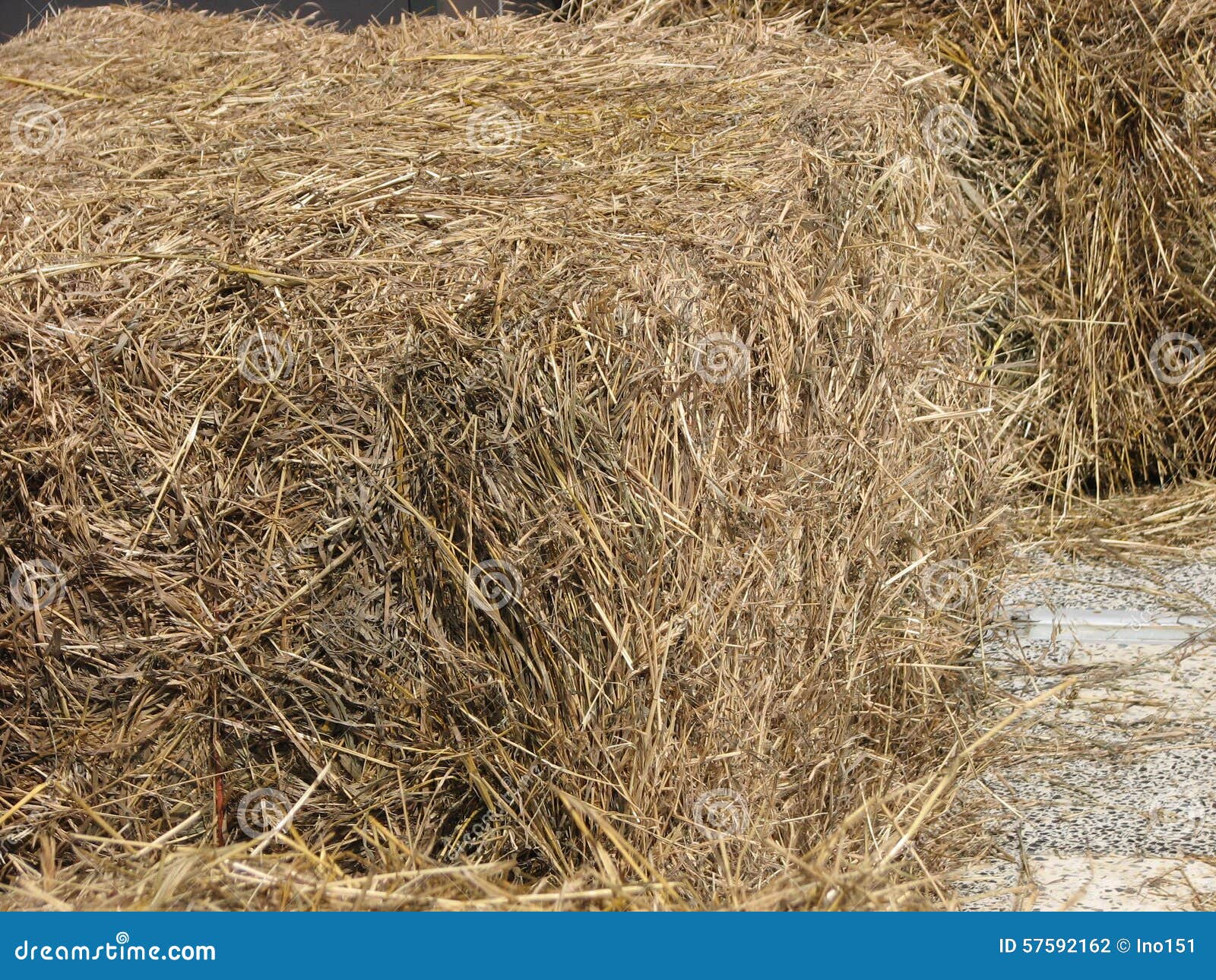A sheaf of straw stock photo. Image of golden, stem, season - 57592162