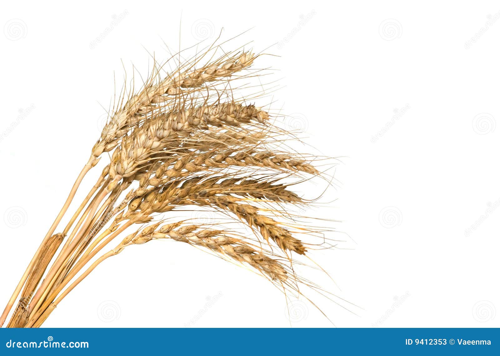 Sheaf of weat stock image. Image of growth, mature, isolated - 9412353