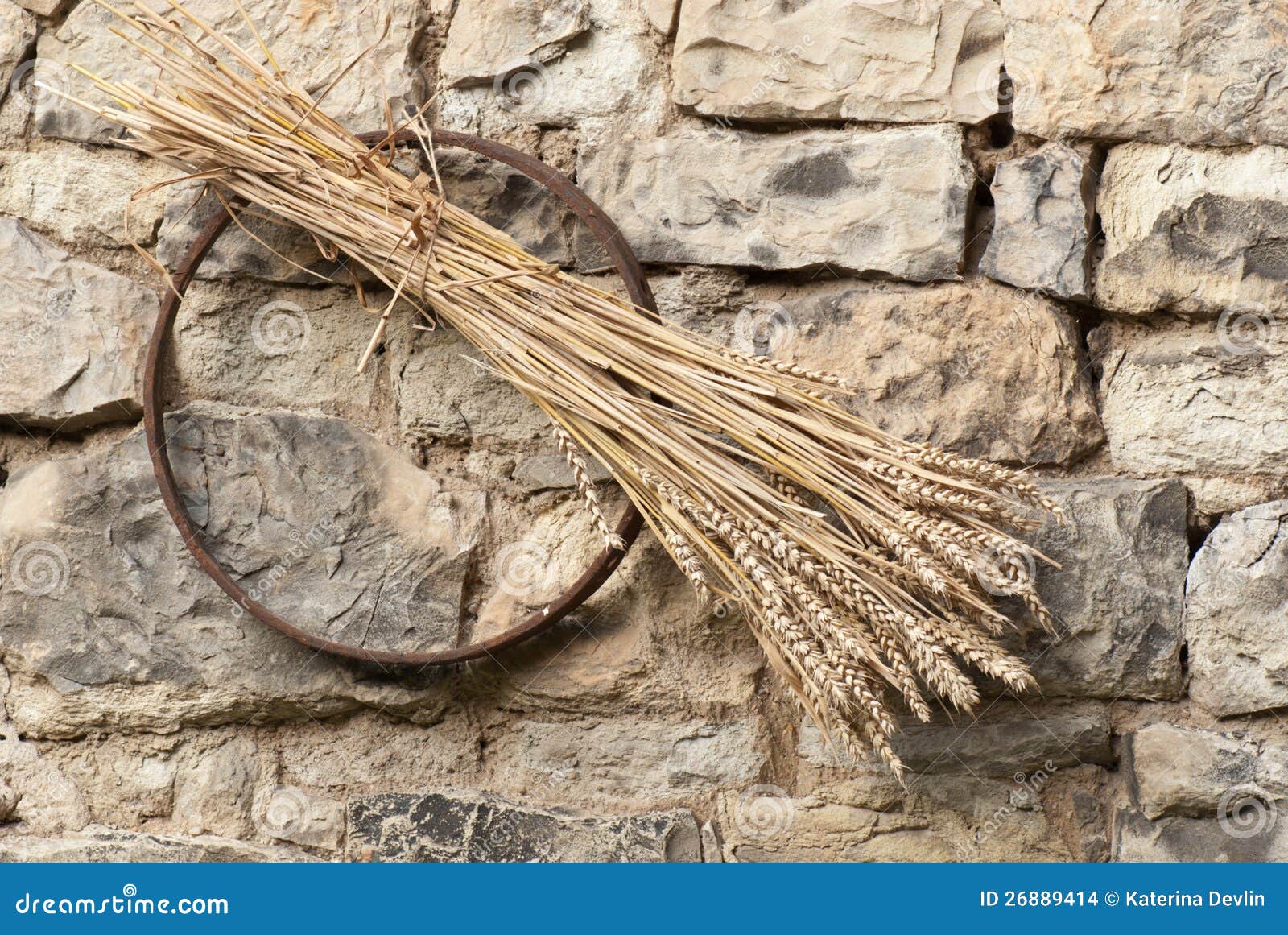 Sheaf of wheat stock photo. Image of ripe, cereal, plant - 26889414