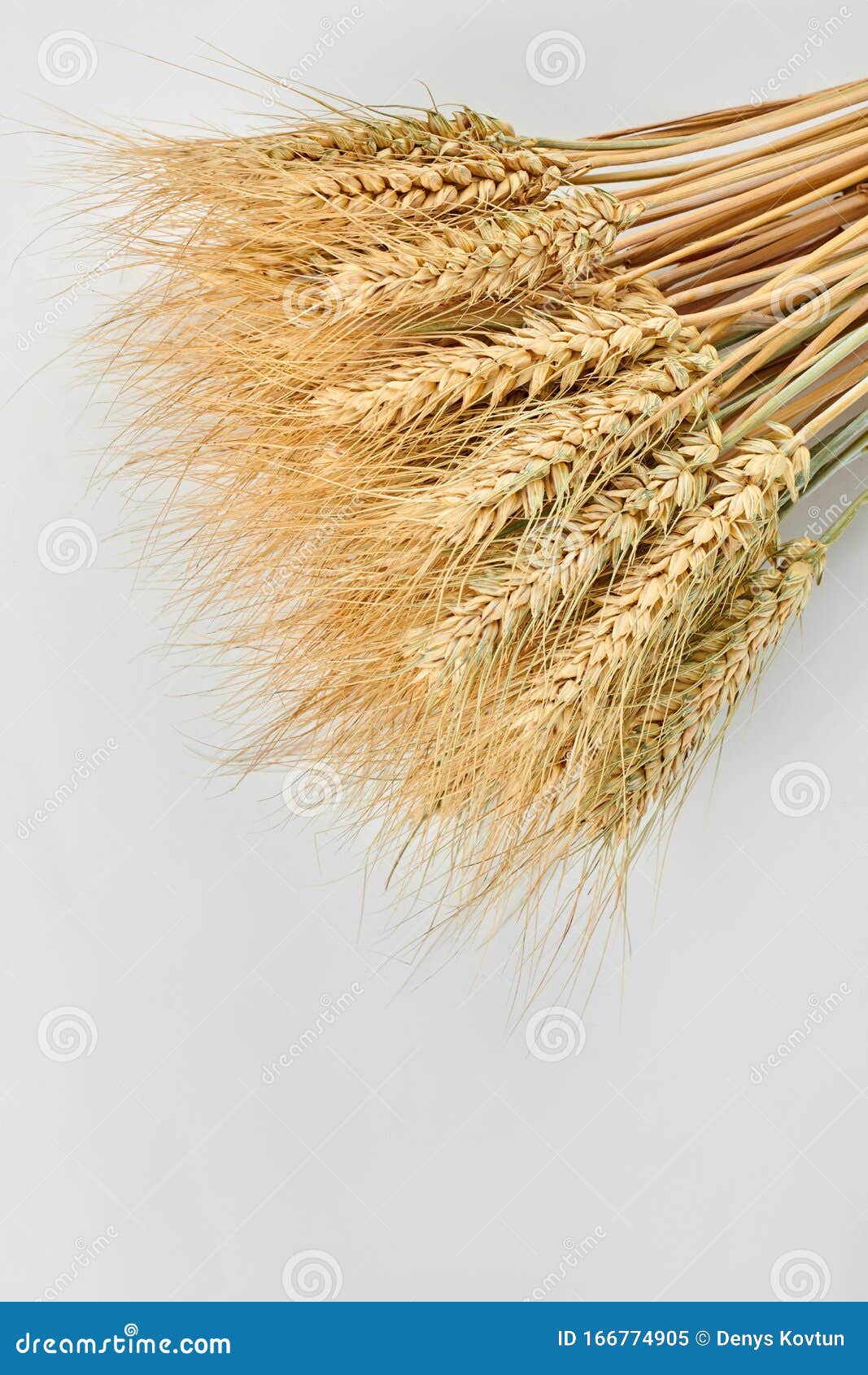 Sheaf of wheat ears. stock image. Image of health, grow - 166774905