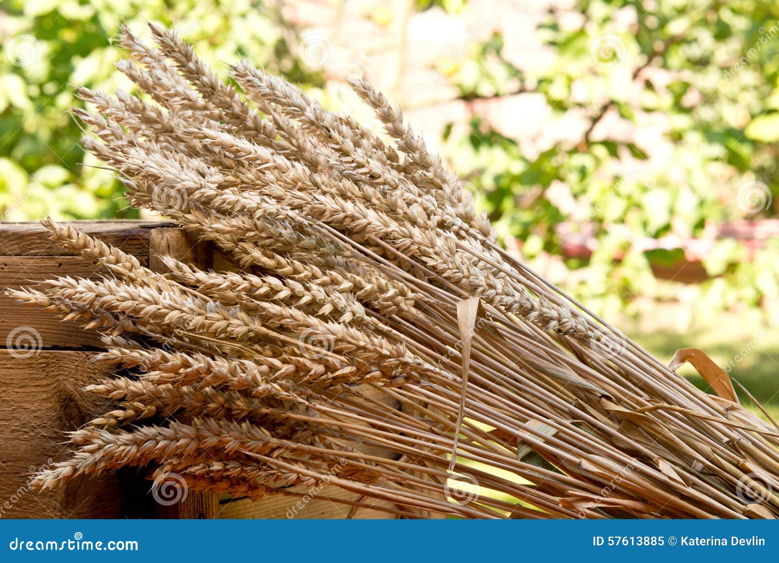 Sheaf of wheat stock image. Image of closeup, nature - 57613885
