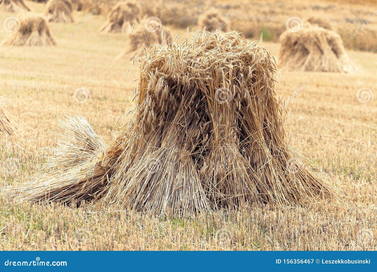 Sheafs of Wheat on the Background of the Large Field Stock Image ...