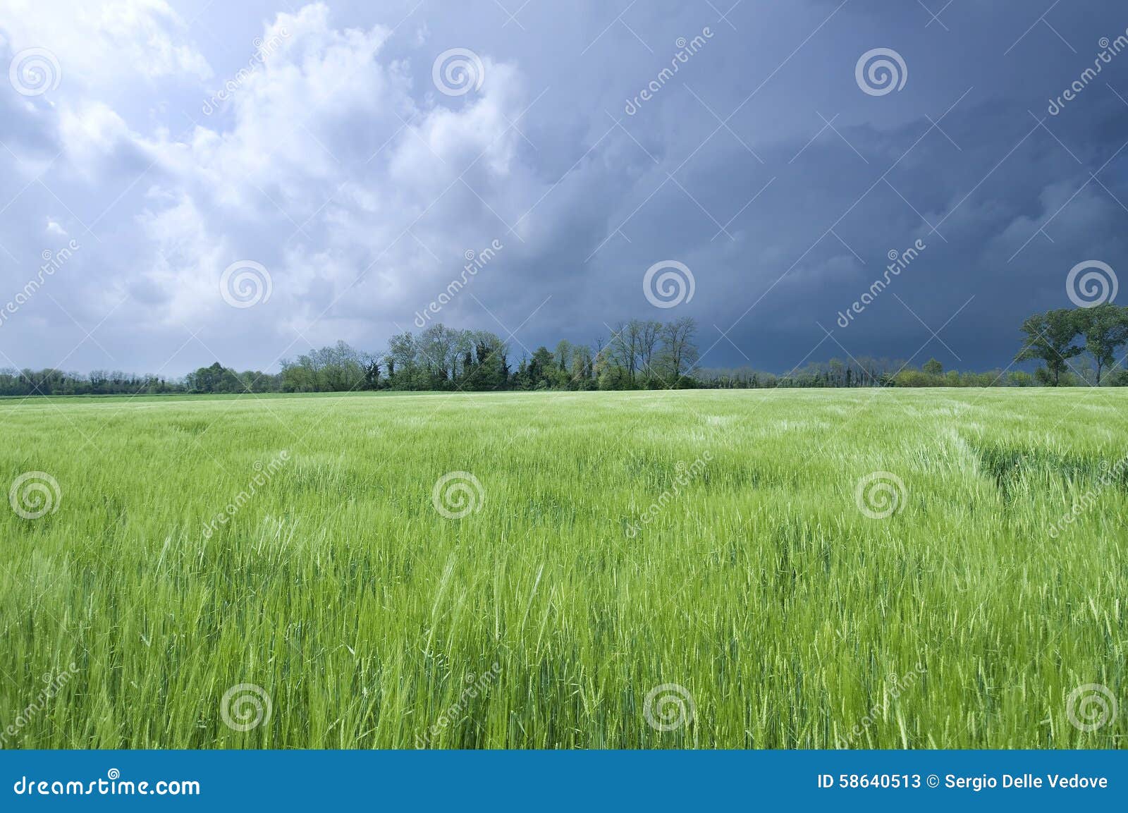 Sheafs of wheat stock image. Image of grow, bright, food - 58640513