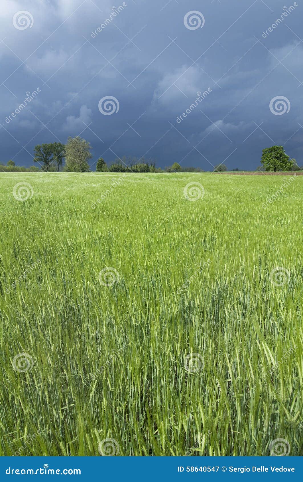 Sheafs of wheat stock image. Image of brown, crop, golden - 58640547