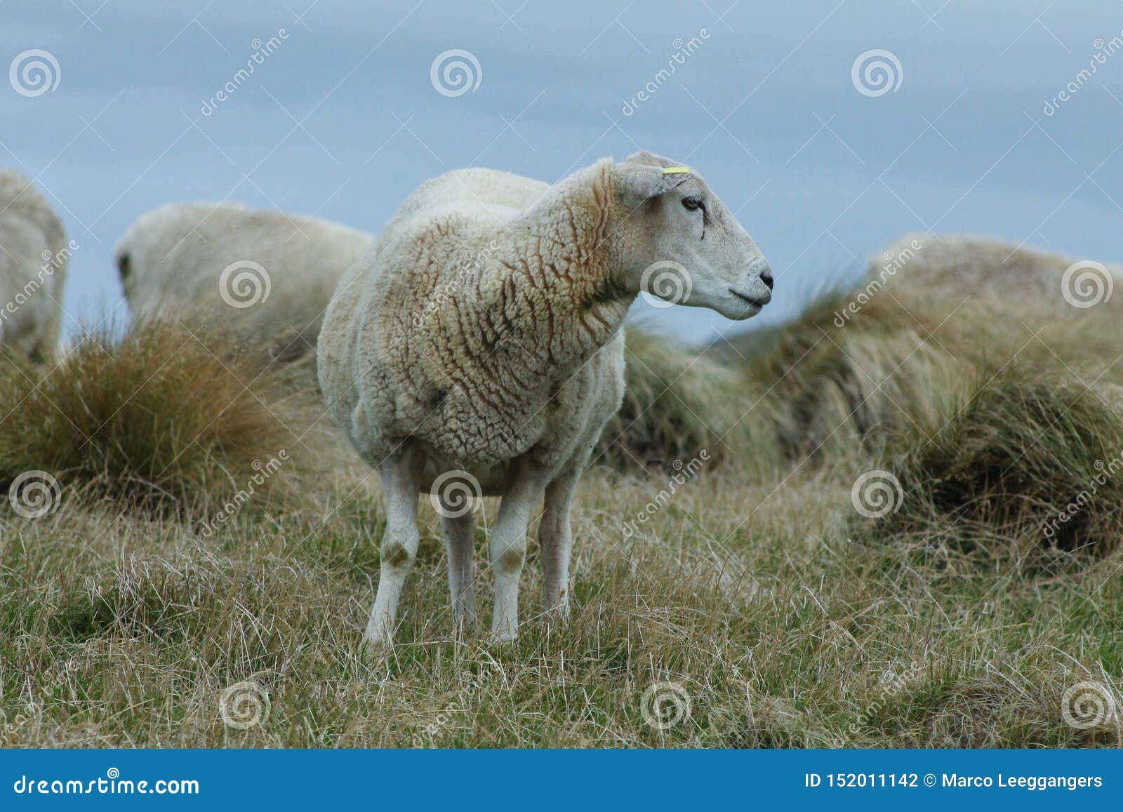 Sheap Graze Near the Seaside on the Grass Stock Photo - Image of green ...