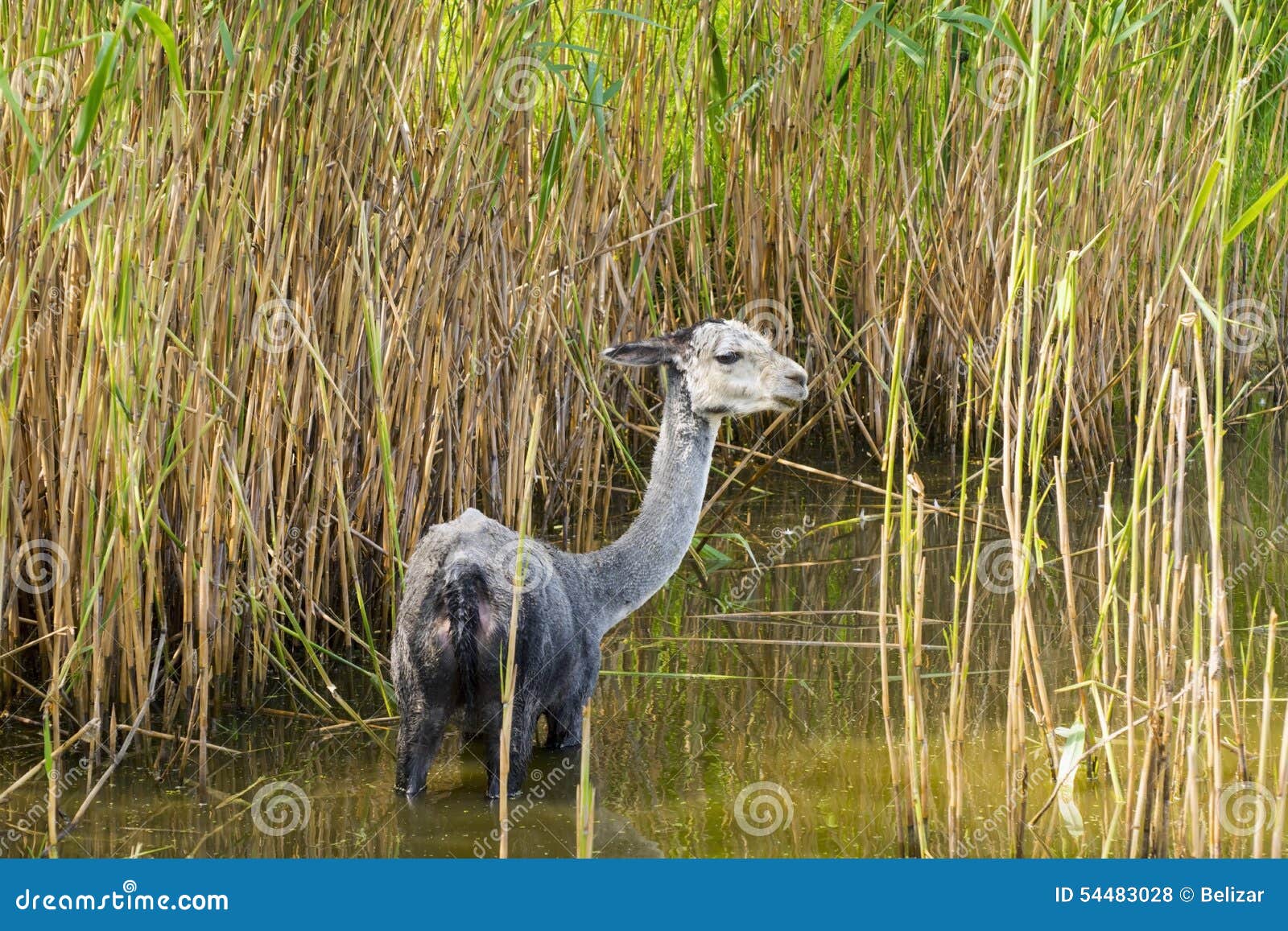 Sheared Alpaca (Lama Pacos) Stock Photo - Image of marsh, alpaca: 54483028