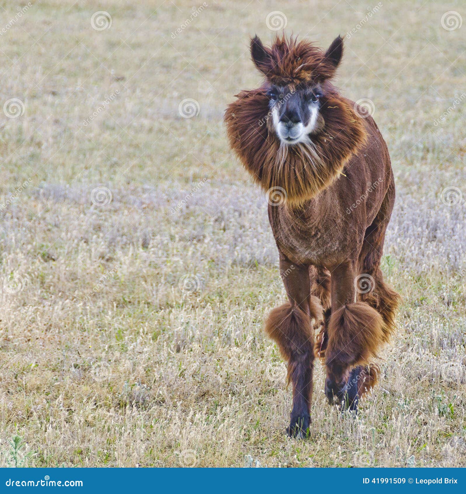 Sheared alpaca stock image. Image of wool, andean, alpaca - 41991509