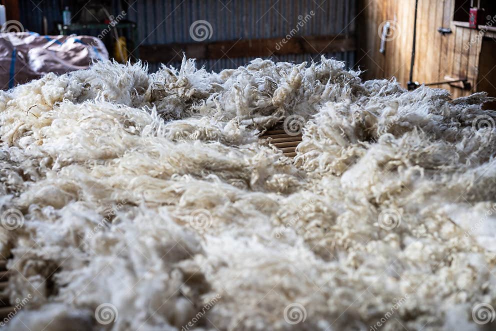 Sheared Lamb Wool on a Table Stock Photo - Image of leather, canvas ...