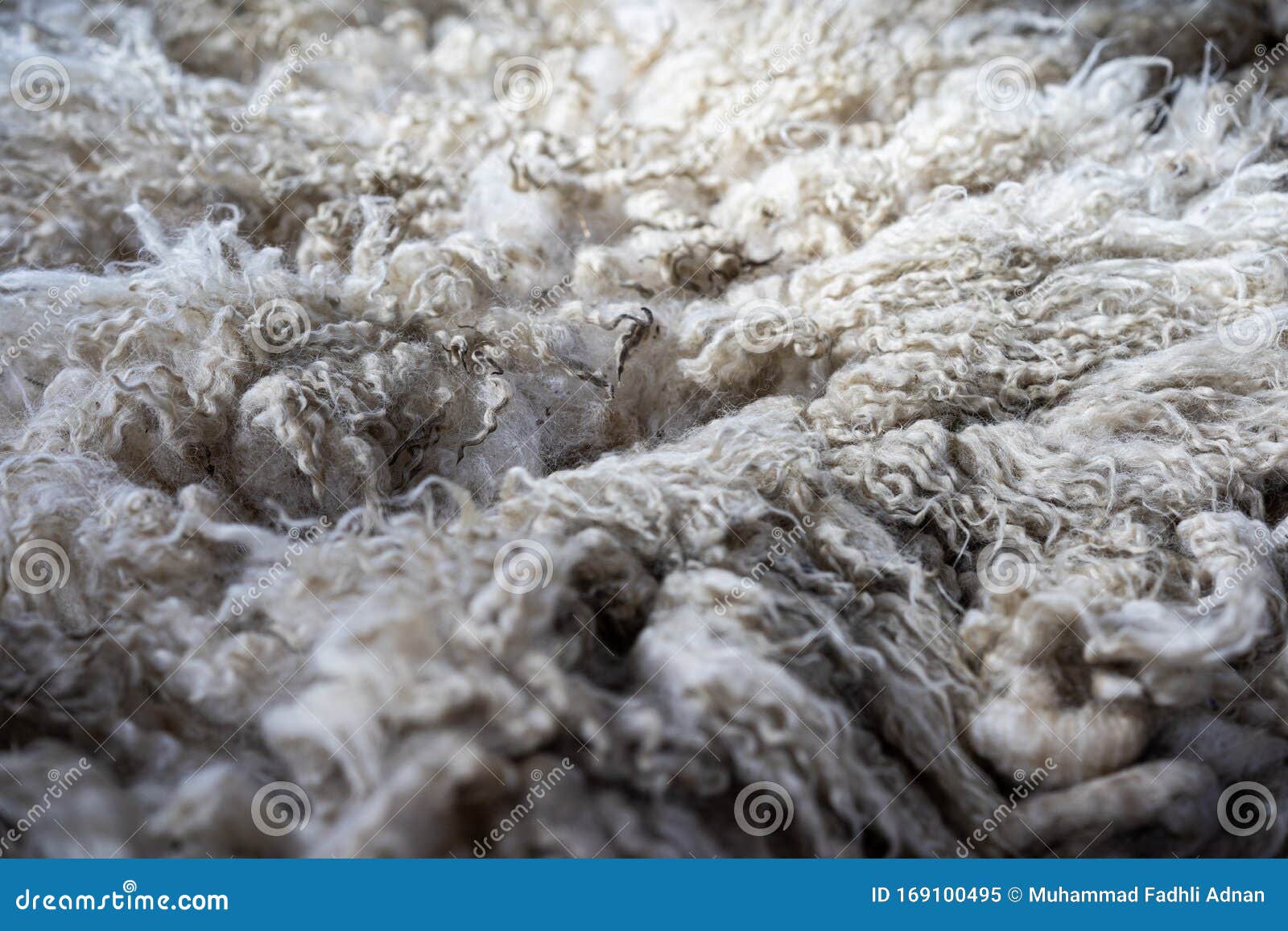 Sheared Lamb Wool on a Table Stock Image - Image of closeup, nature ...
