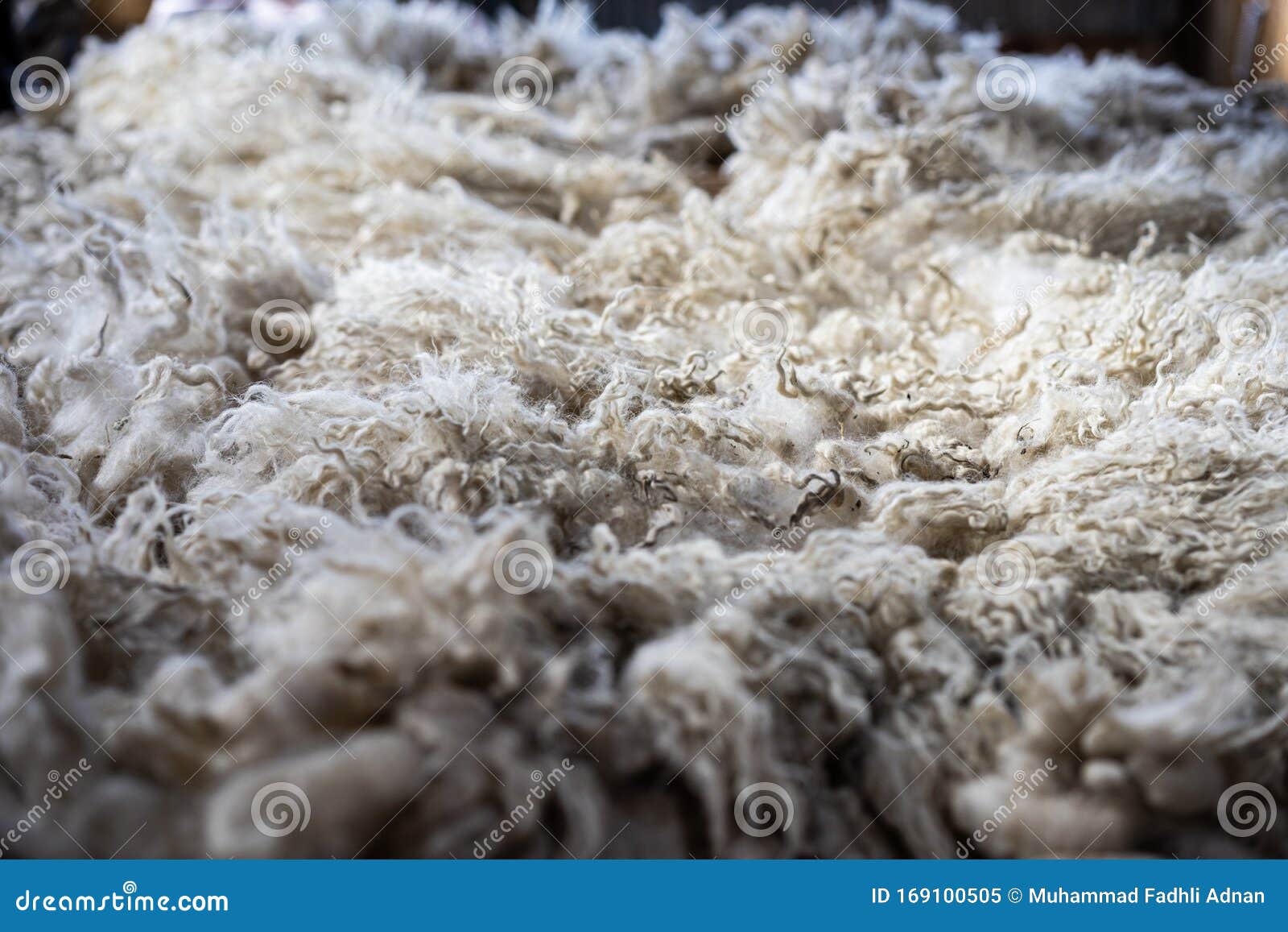 Sheared Lamb Wool on a Table Stock Image - Image of hairy, background ...