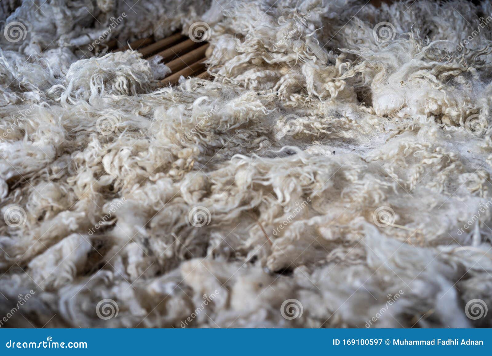 Sheared Lamb Wool on a Table Stock Image - Image of canterbury ...