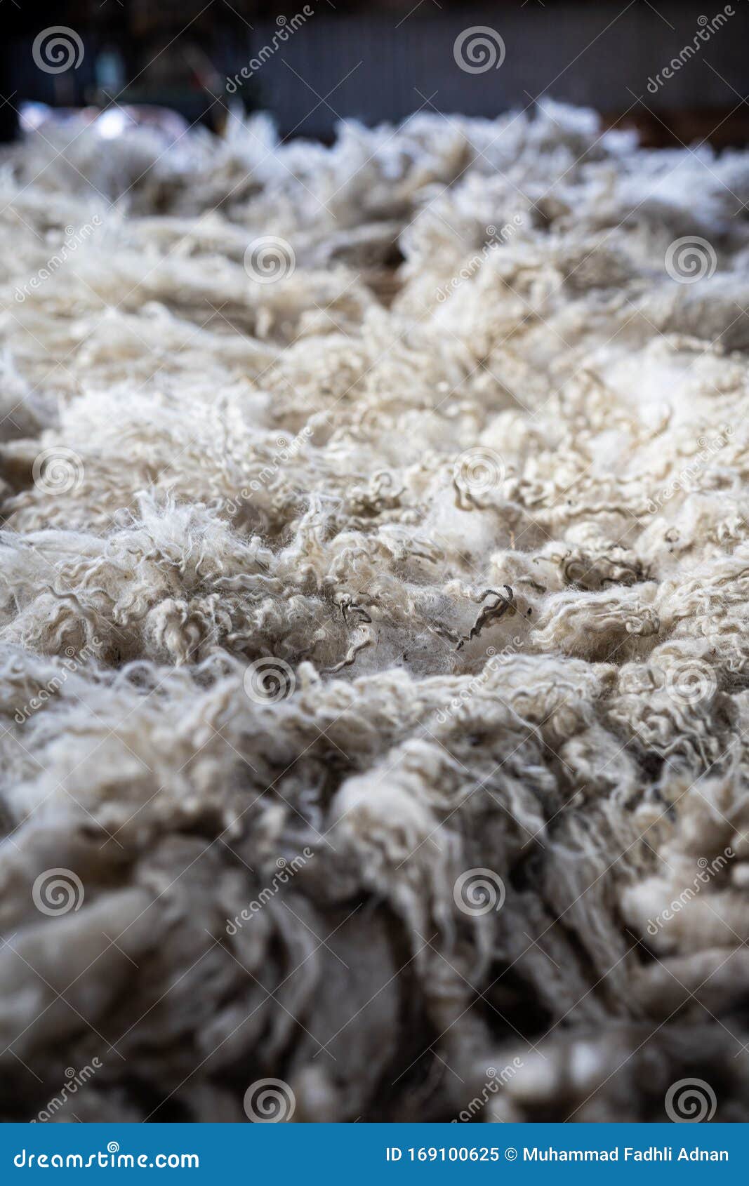 Sheared Lamb Wool on a Table Stock Image - Image of material, fluffy ...
