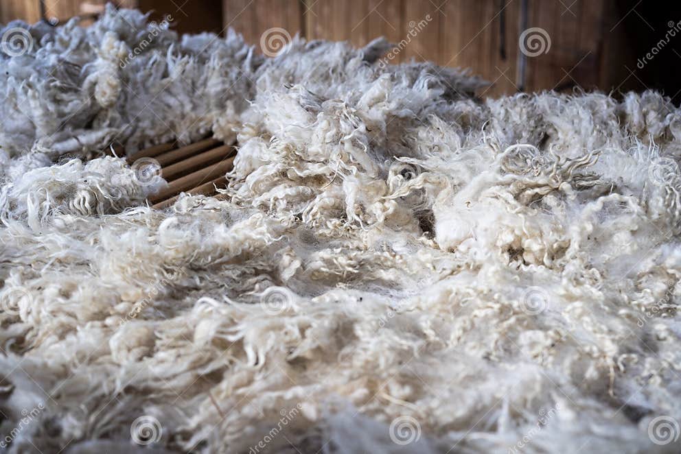 Sheared Lamb Wool on a Table Stock Image - Image of lamb, hair: 169100761