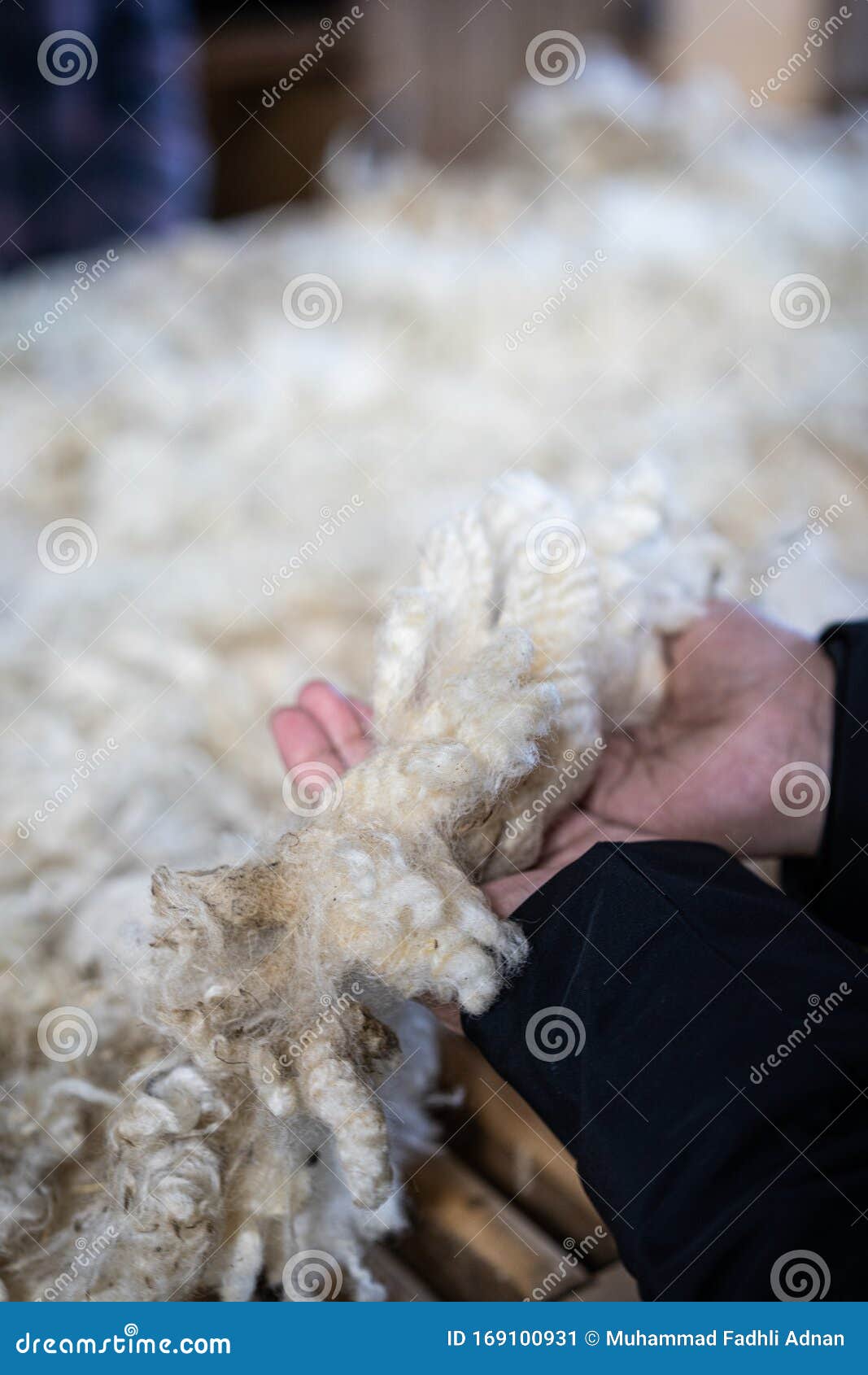 Sheared Lamb Wool on a Table Stock Image - Image of curly, heap: 169100931