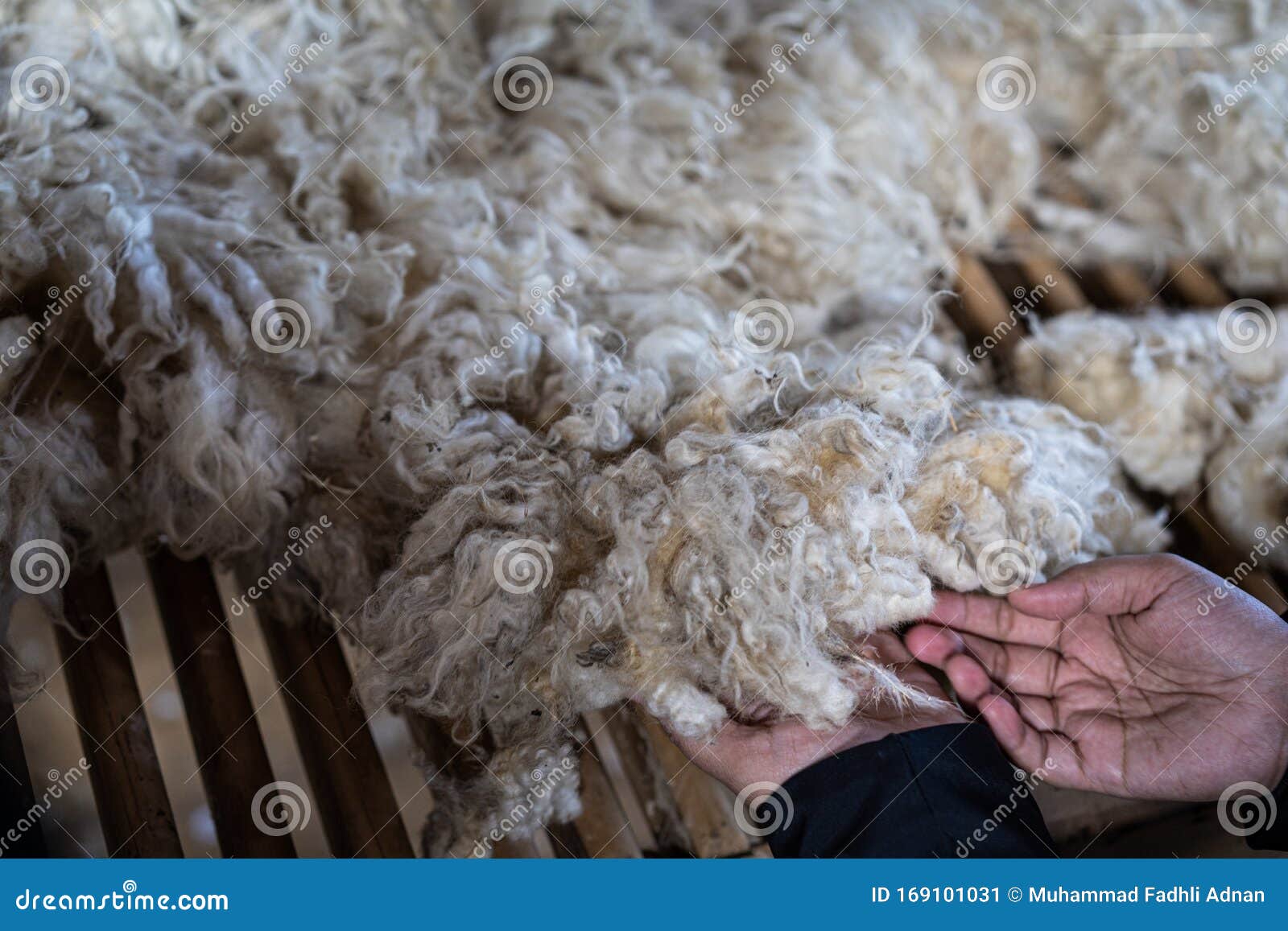 Sheared Lamb Wool on a Table Stock Image - Image of nature, material ...