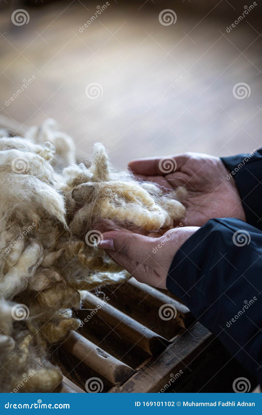 Sheared Lamb Wool on a Table Stock Photo - Image of merino, close ...