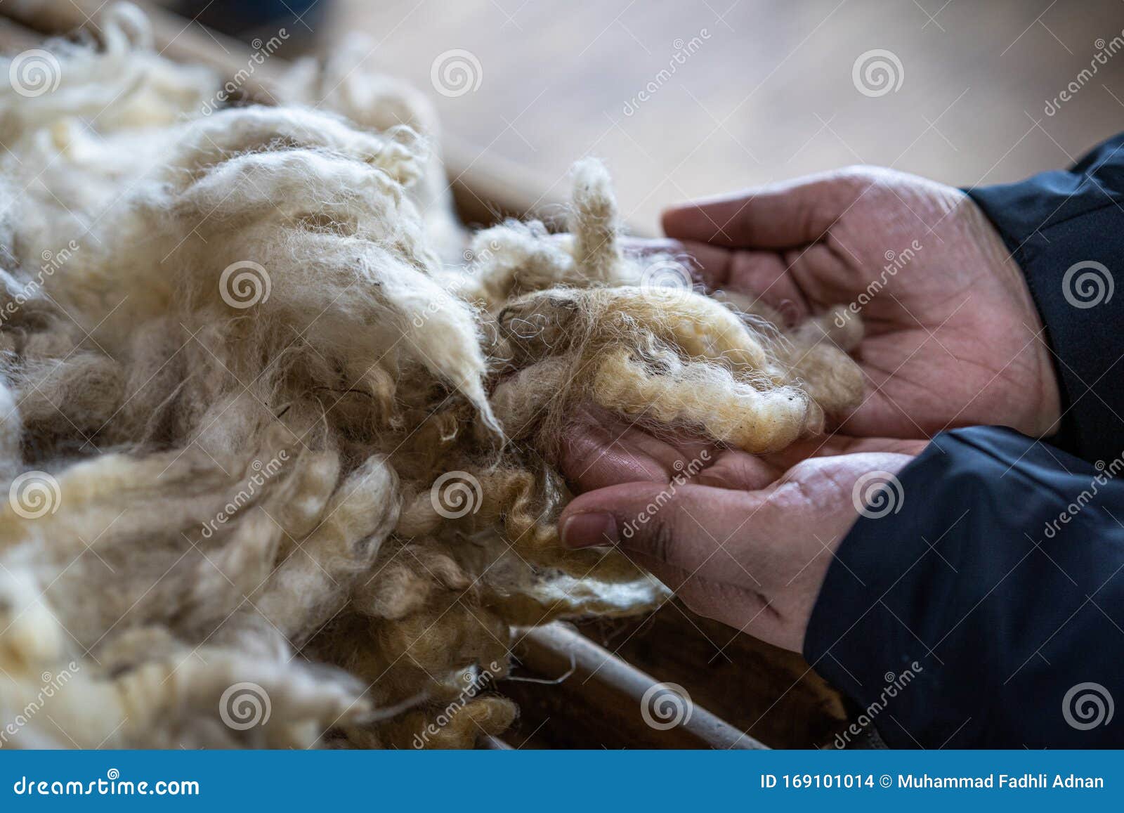 Sheared Lamb Wool on a Table Stock Photo - Image of heap, nature: 169101014