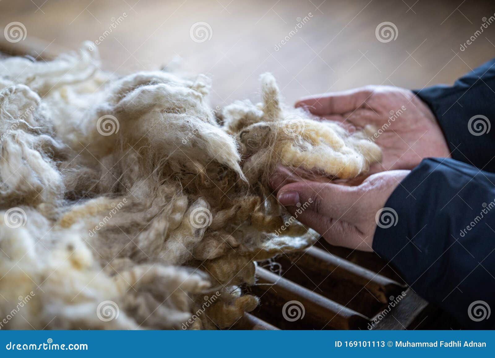 Sheared Lamb Wool on a Table Stock Image - Image of livestock, fleece ...