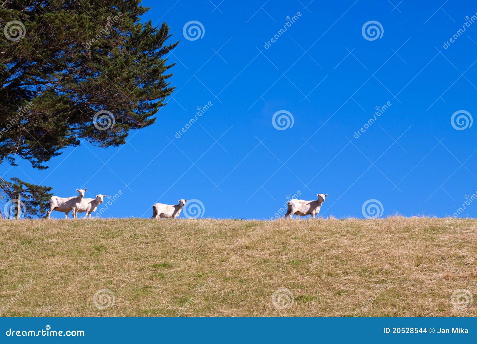 Two Sheared Sheep Amongst Unsheared Sheep Royalty-Free Stock ...