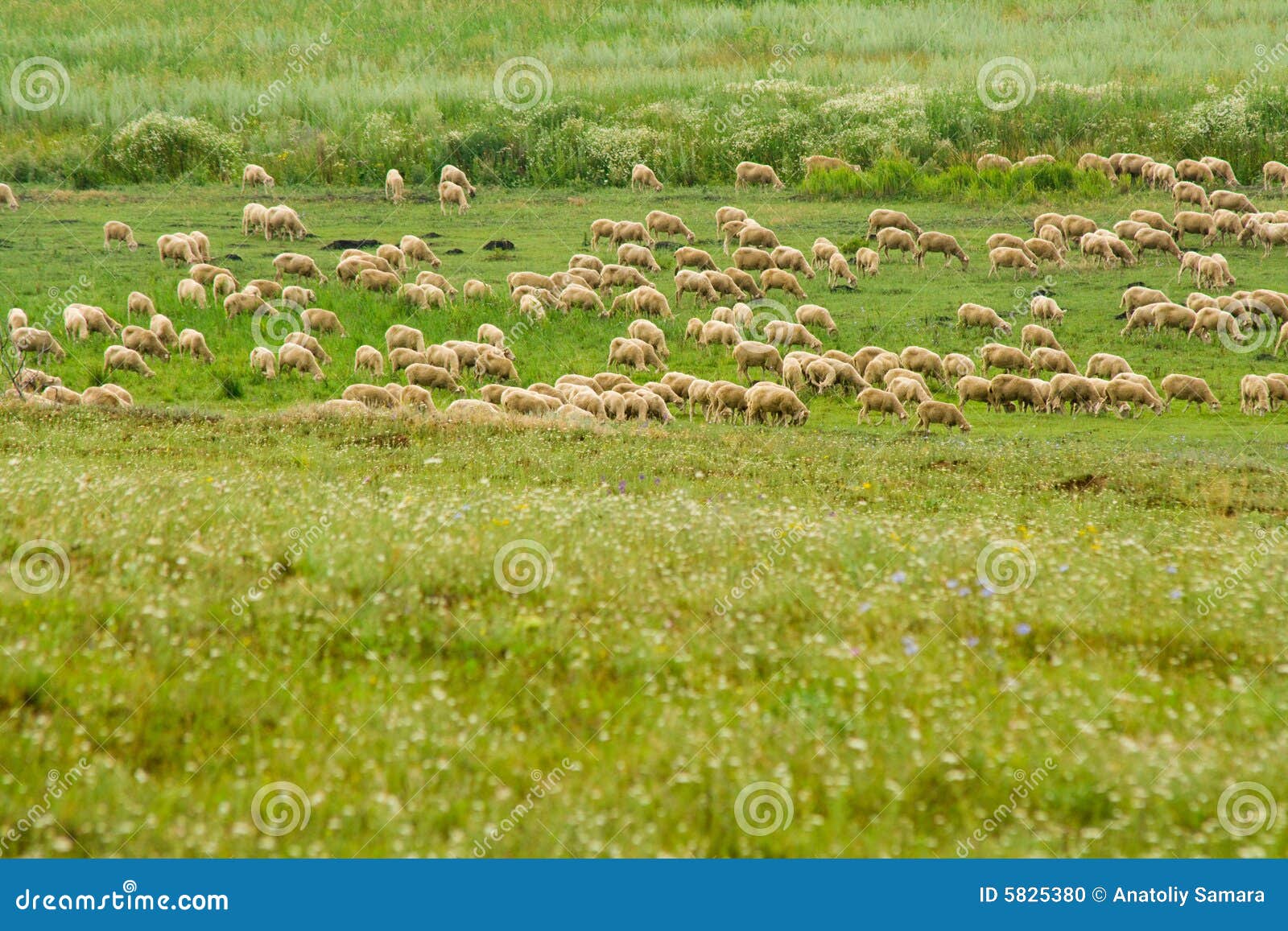 Sheared sheep stock photo. Image of beautiful, blue, idyll - 5825380