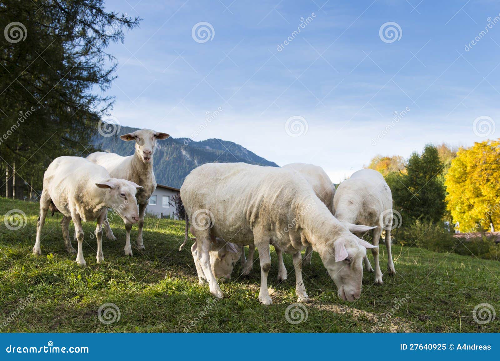 Two Sheared Sheep Amongst Unsheared Sheep Royalty-Free Stock ...