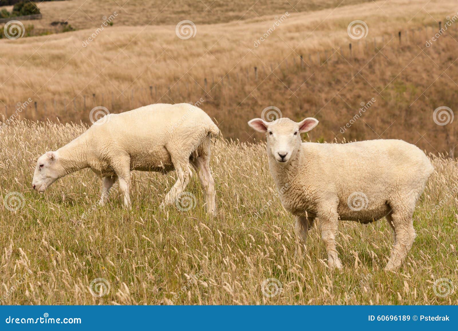 Sheared Sheep Grazing On Slope Stock Photo | CartoonDealer.com #72578634