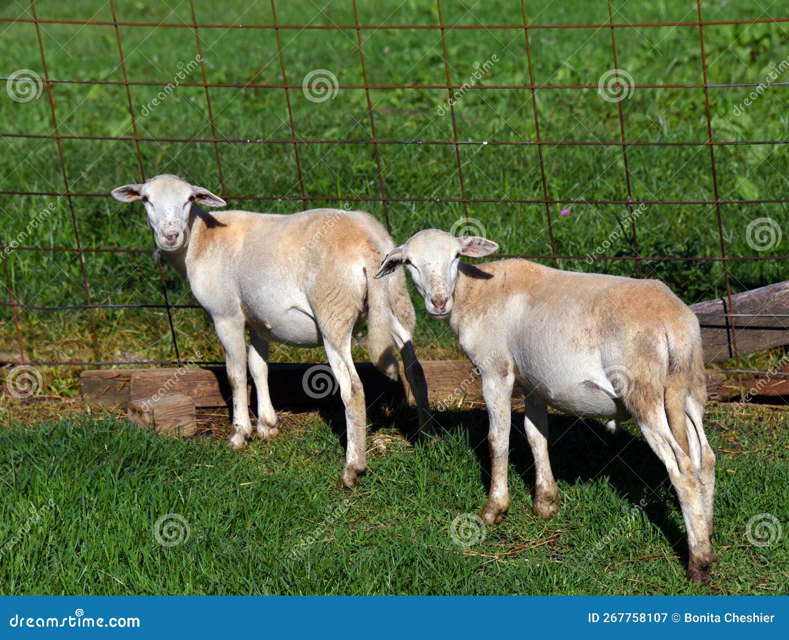Sheared Sheep Stand in Rustic Pen Stock Image - Image of grass ...