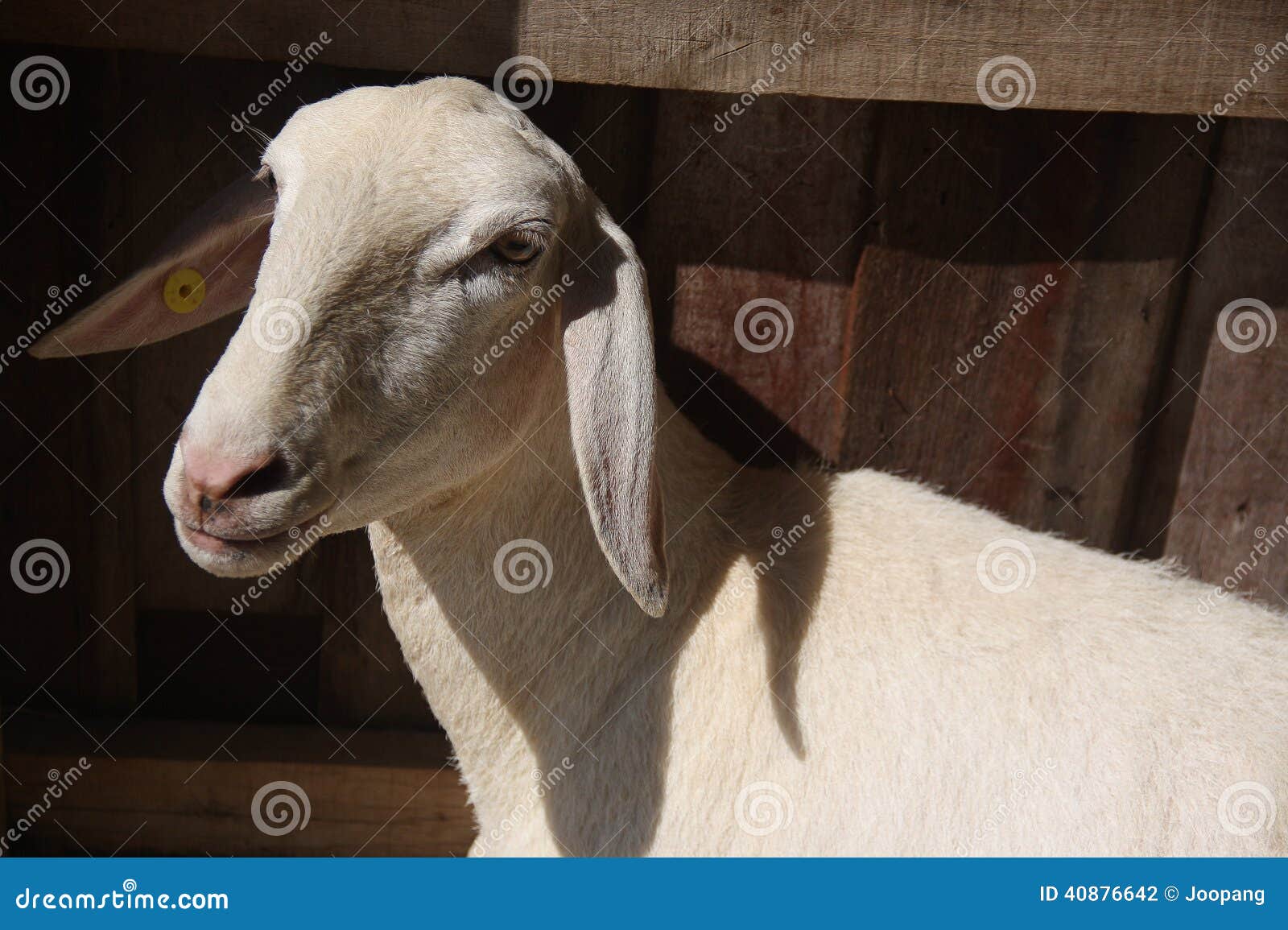 Half Sheared Sheep Photos - Free & Royalty-Free Stock Photos from ...