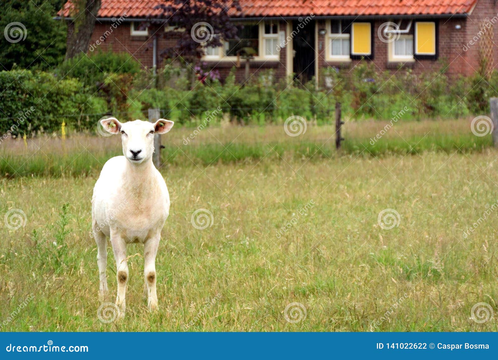 A Sheared Young Sheep Standing in a Meadow Stock Photo - Image of ...