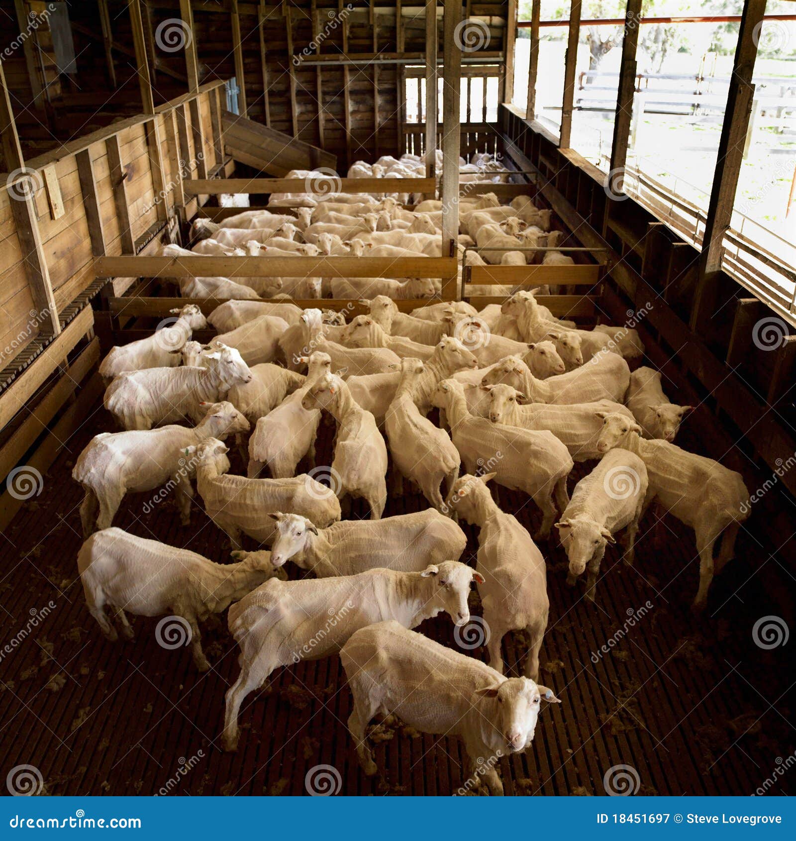 Shearing Shed stock image. Image of farming, building - 18451697