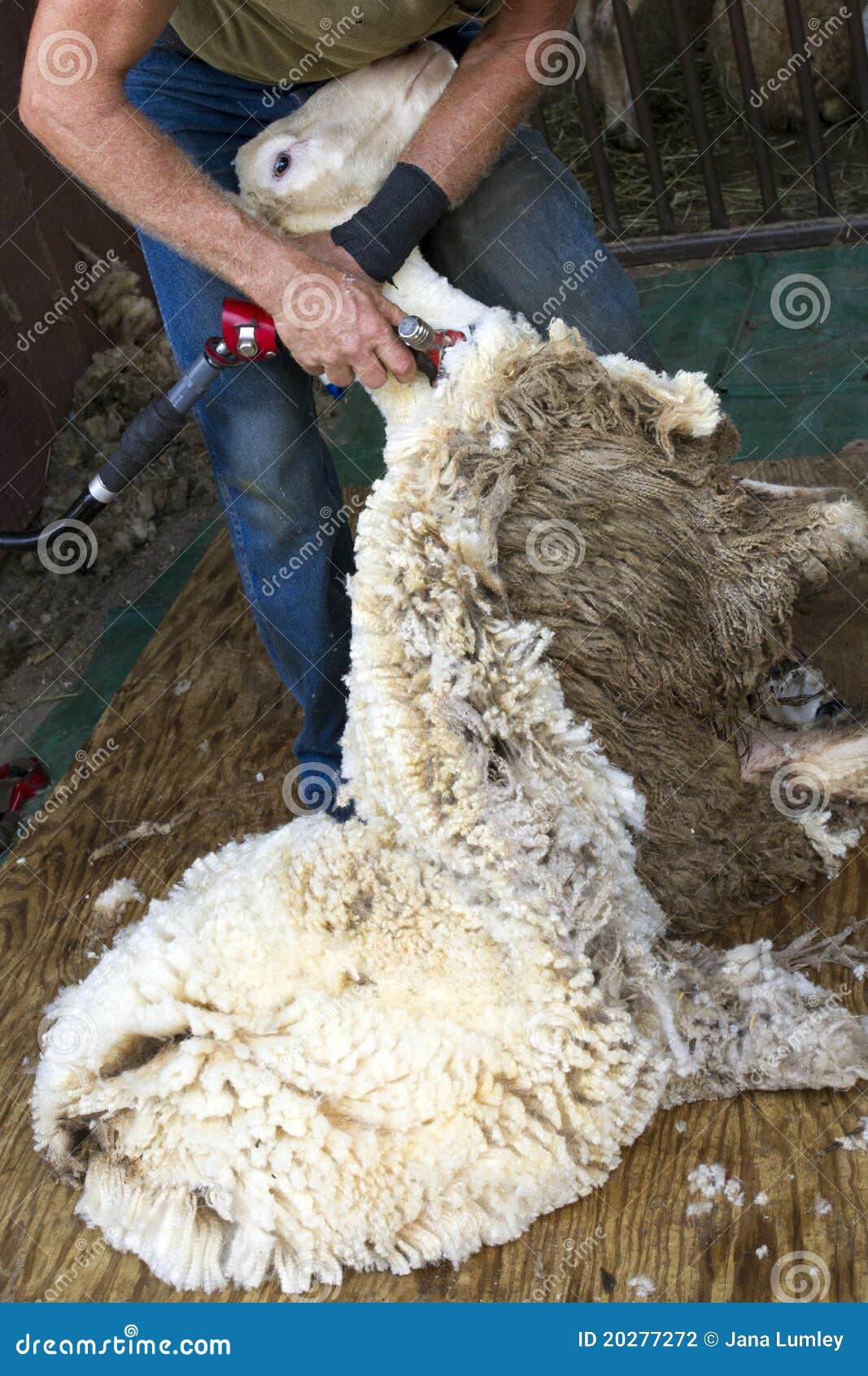Shearing a Sheep stock photo. Image of farm, textile - 20277272