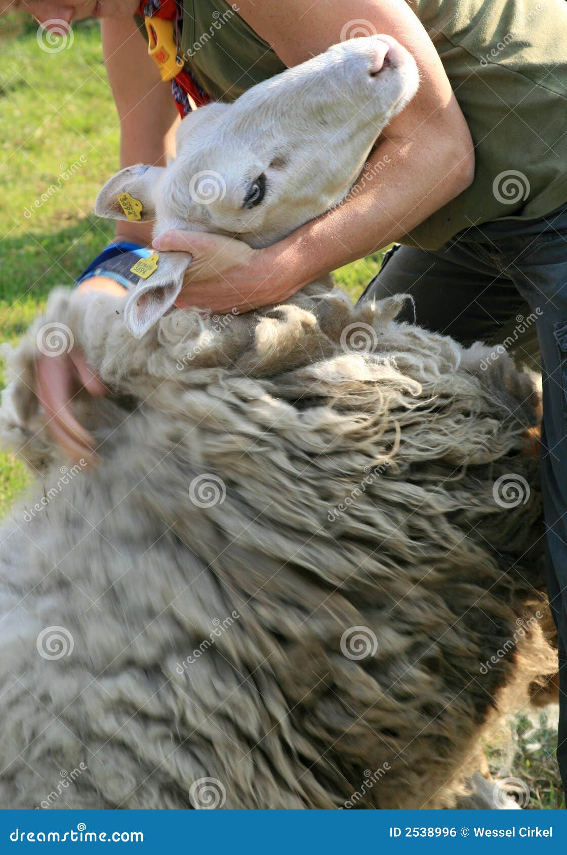 Shearing a sheep stock photo. Image of country, cattle - 2538996