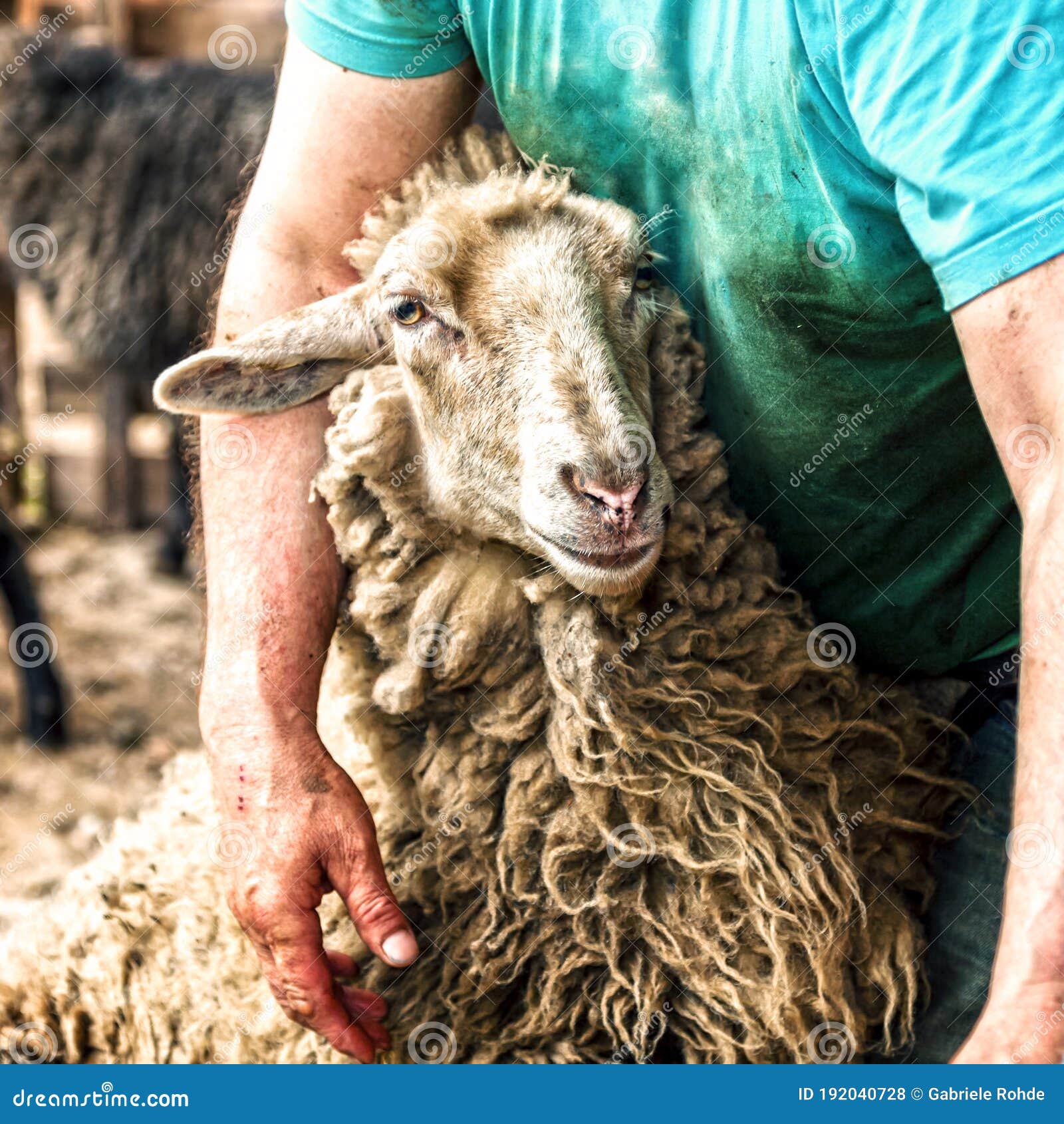 Friendly Sheep is Shaved in Spring Stock Photo - Image of extraction ...