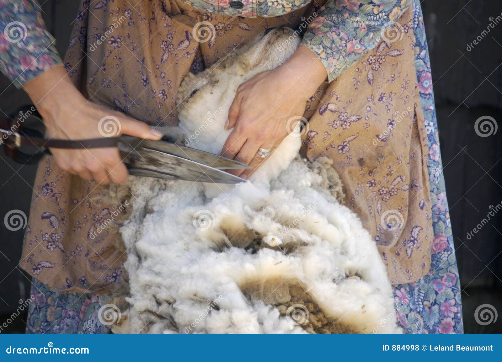 Shearing Sheep II stock photo. Image of sheepskin, traditional - 884998