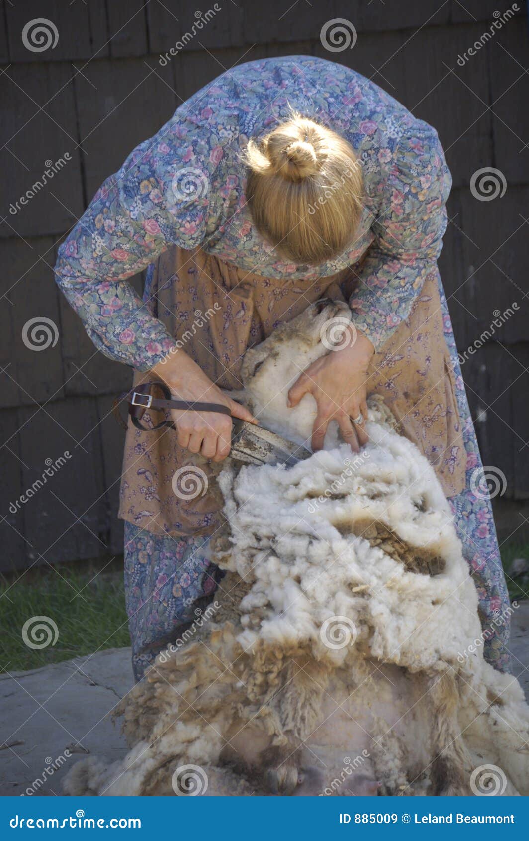 Shearing Sheep III stock image. Image of ancient, woolen - 885009